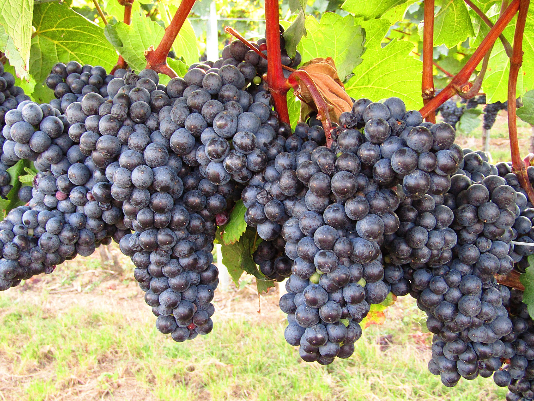Die Trauben vor der Lese ! - Tulln