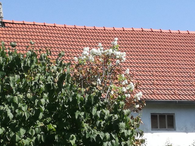 Gunter Gerald Haase aus Horn - MeinBezirk.at