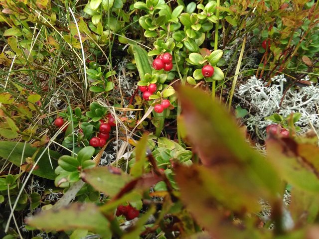 Preiselbeeren - Feldkirchen