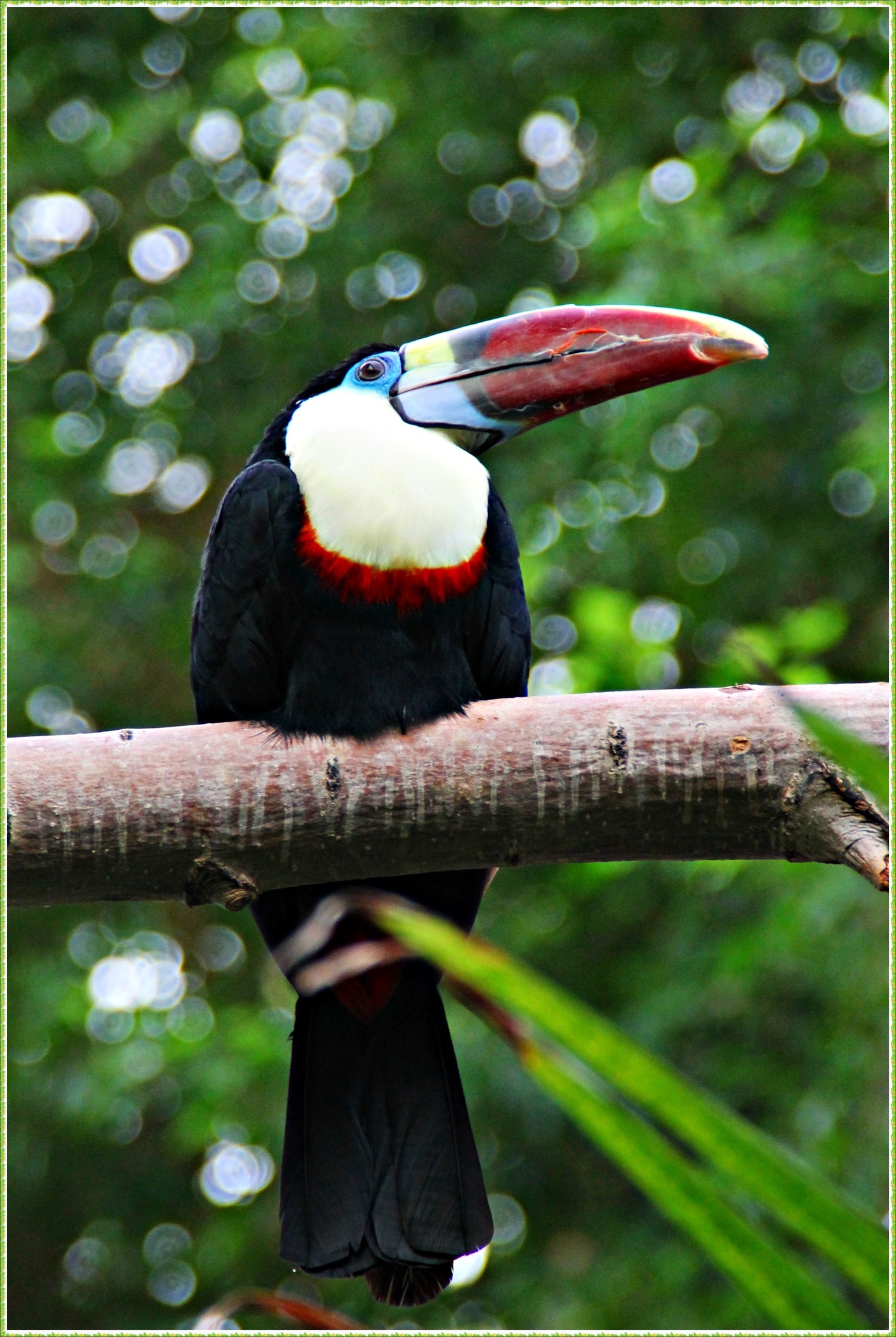 Ein Tukan - Favoriten