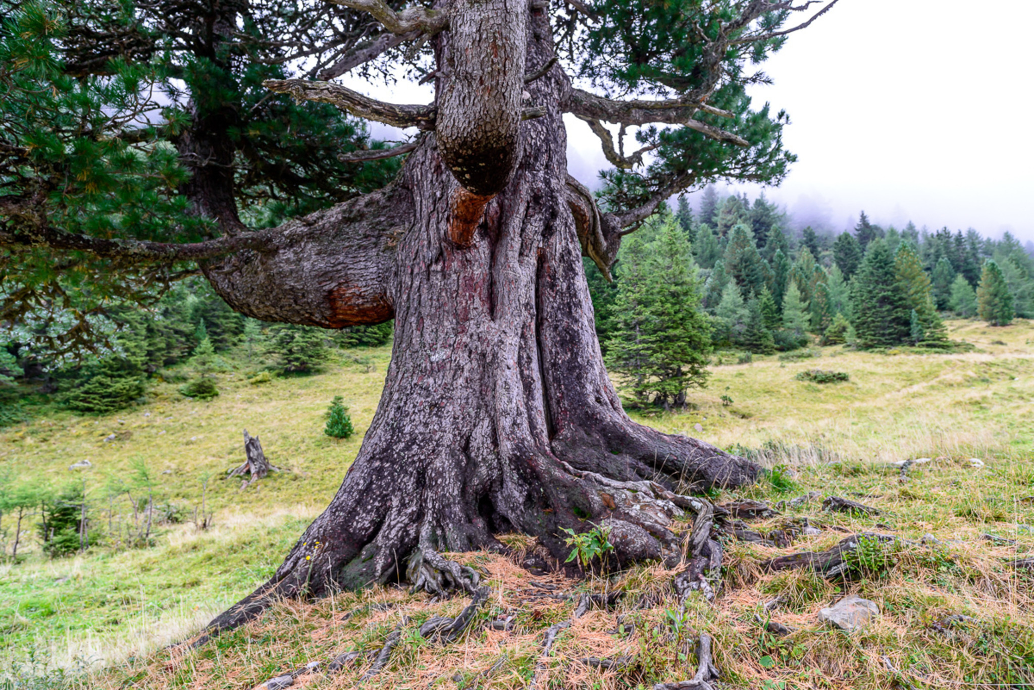 Mächtige Zirben auf der Scheibelalm - Murtal