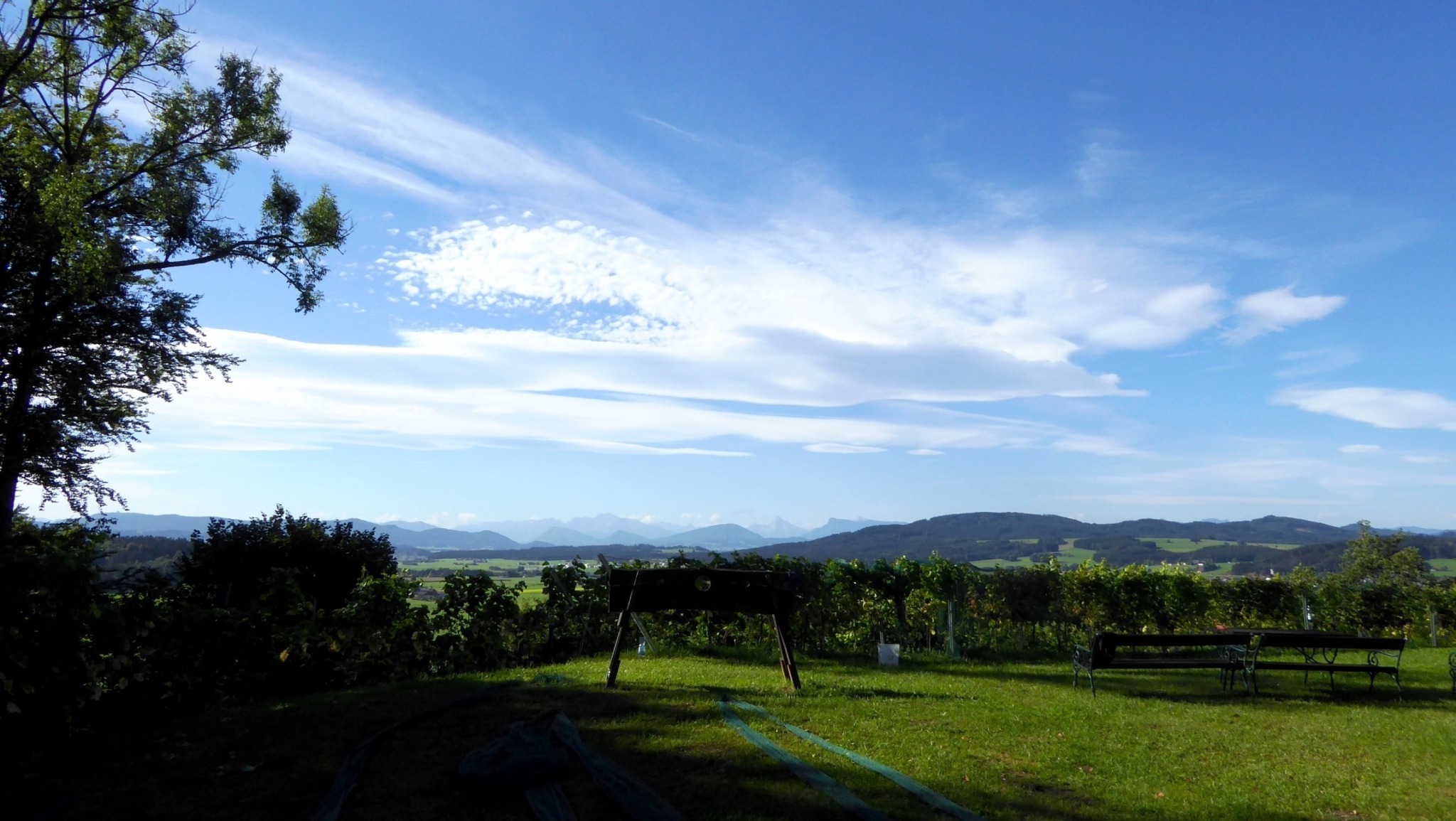 Weinlese auf dem Schlossberg über Friedburg - Braunau