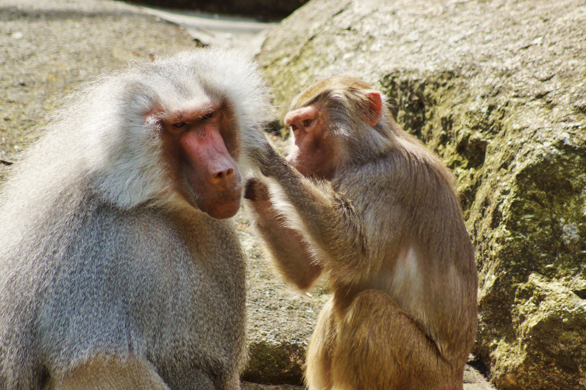 Mich laust der Affe - Imst