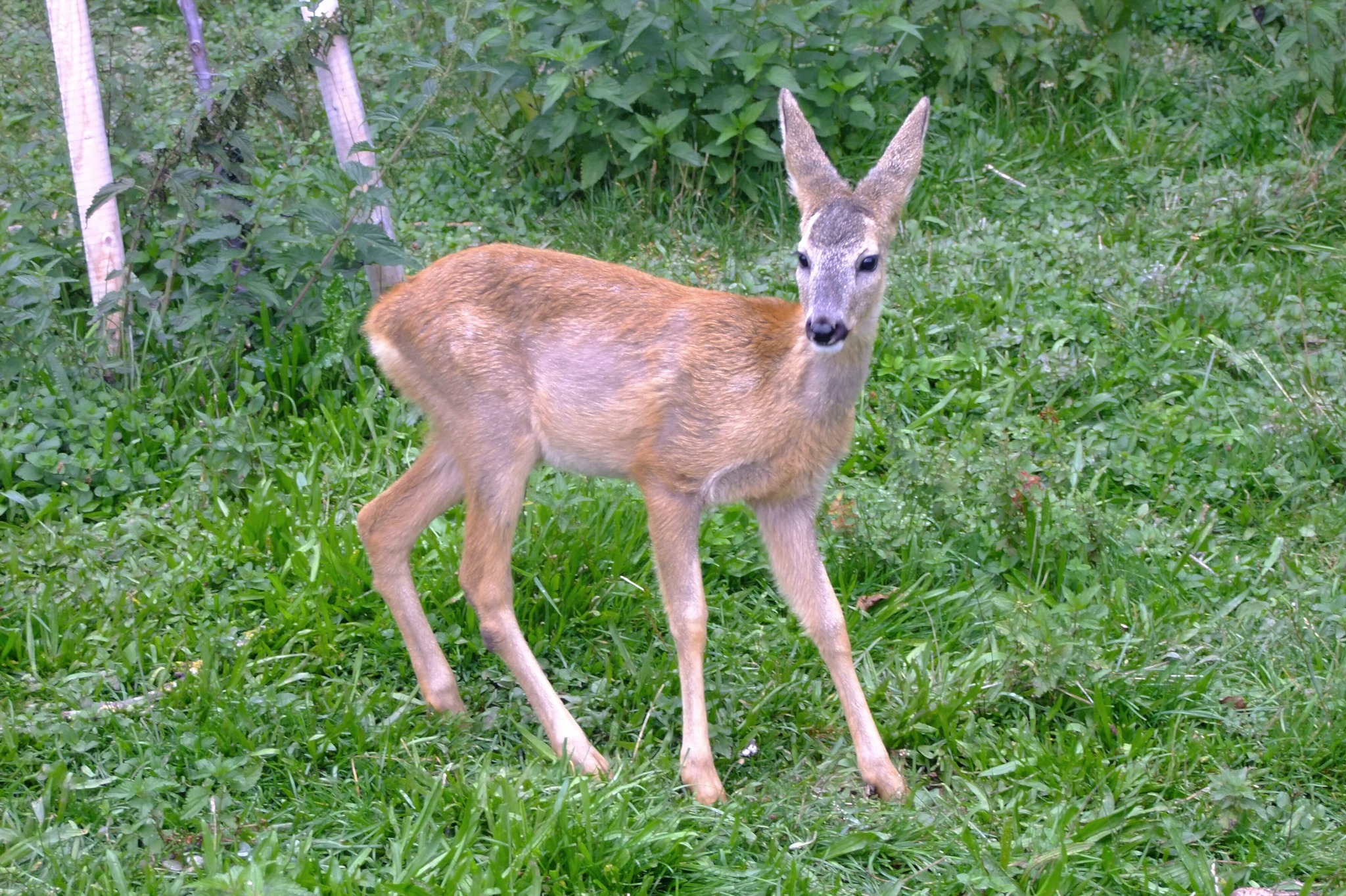 Timy der Rehbock - Linz