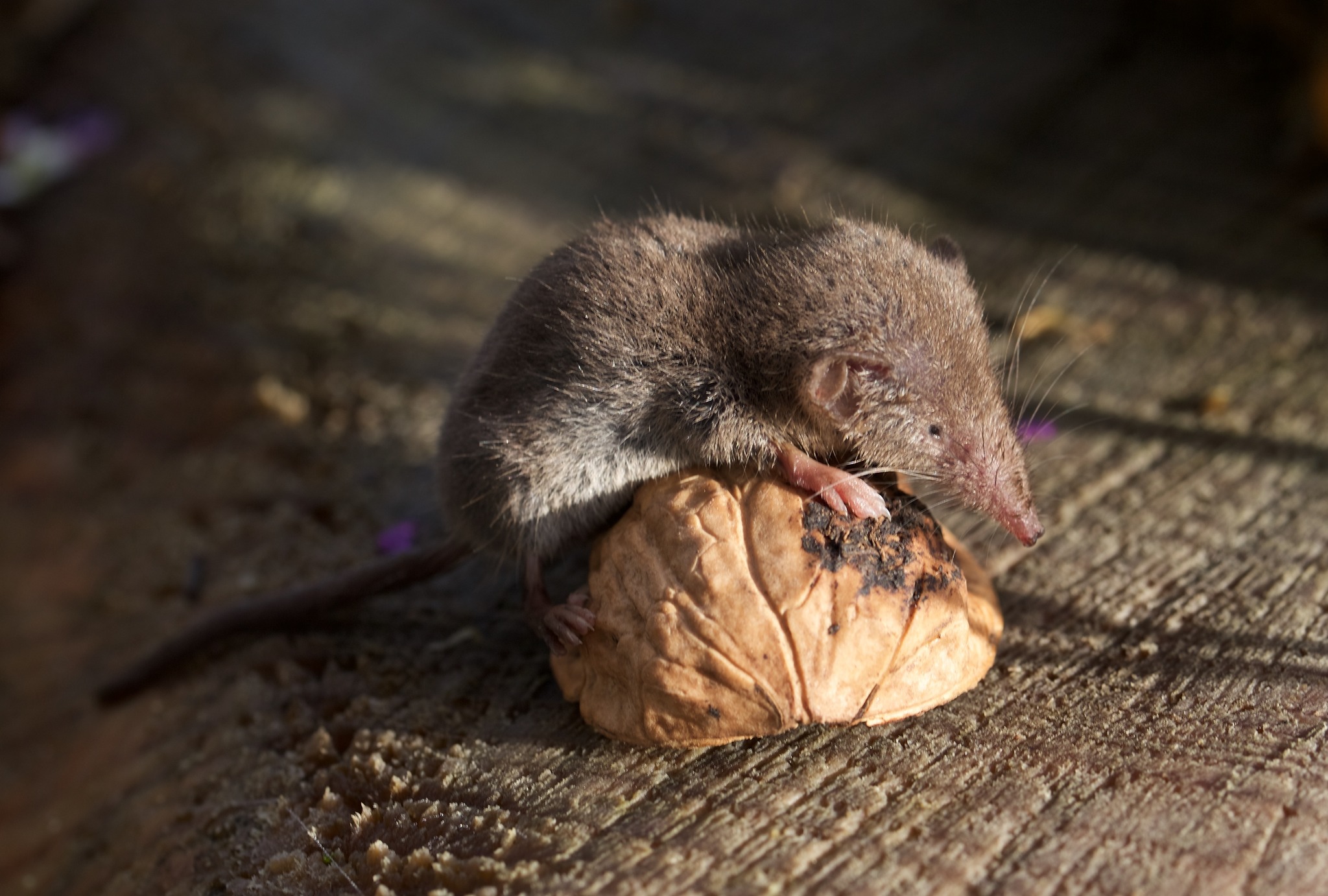 Gartenspitzmaus - Weiz