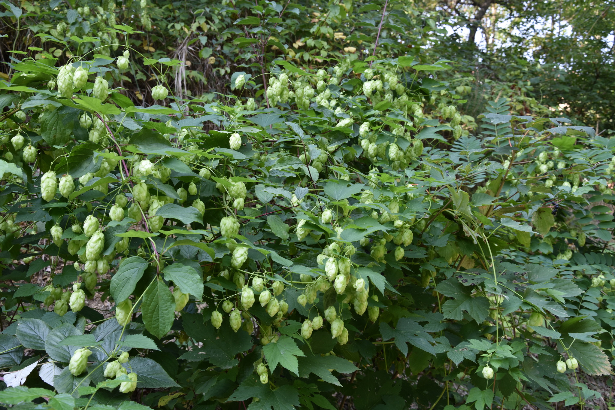 der Hopfen als Heilpflanze - Horn