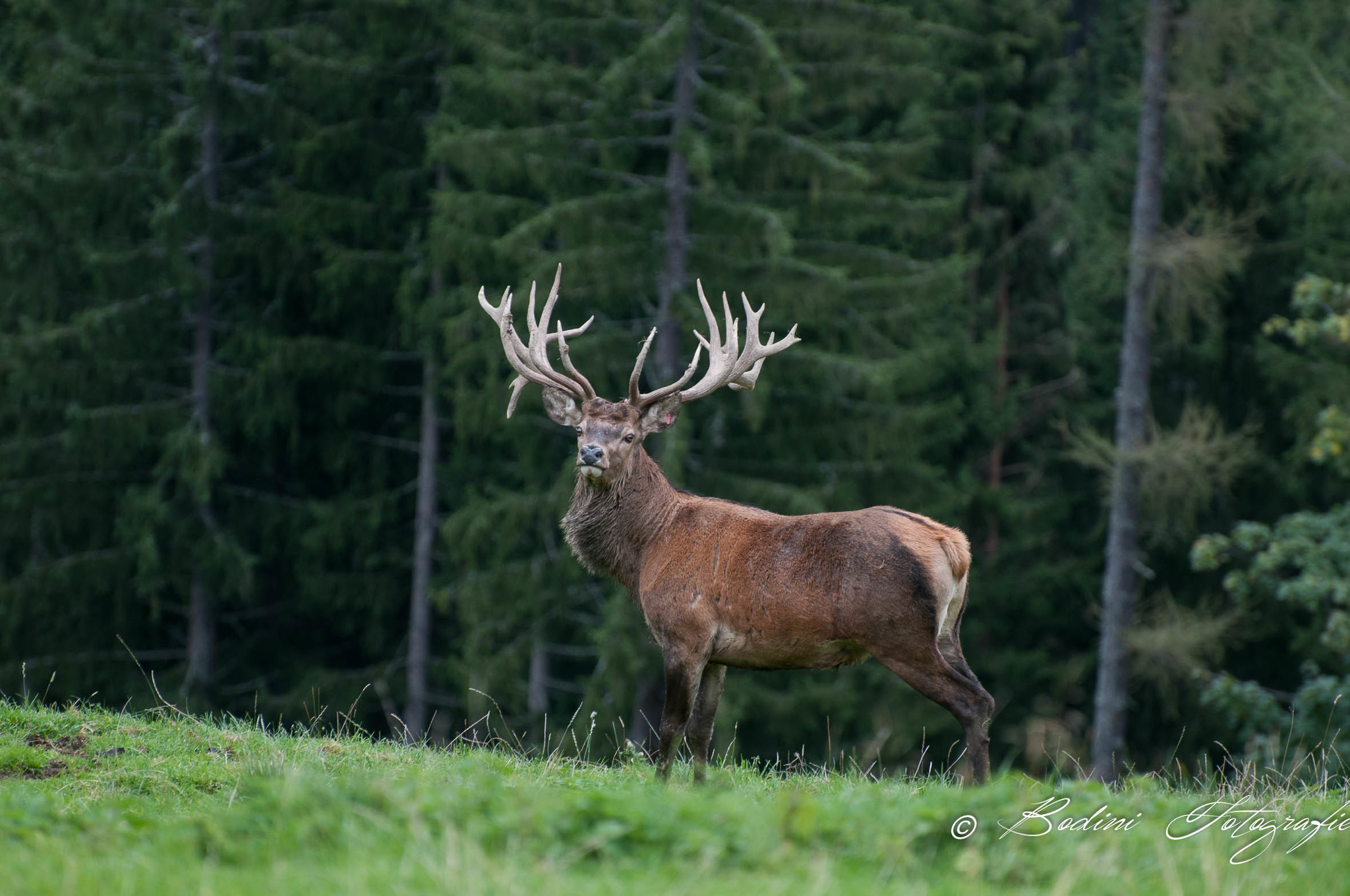 Der Rothirsch bewacht sein Revier - Tulln