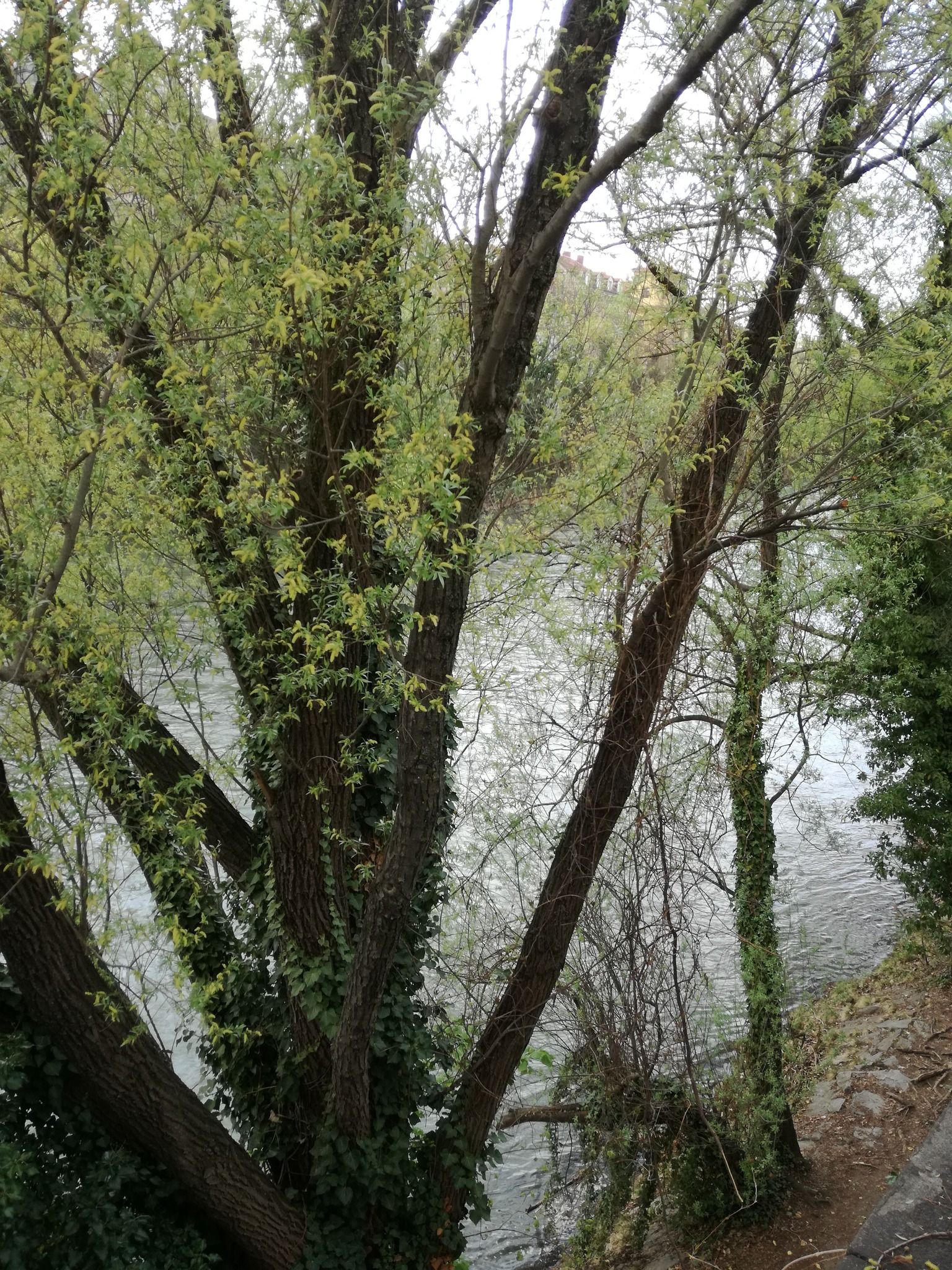 Schönes Murufer in Graz - Graz