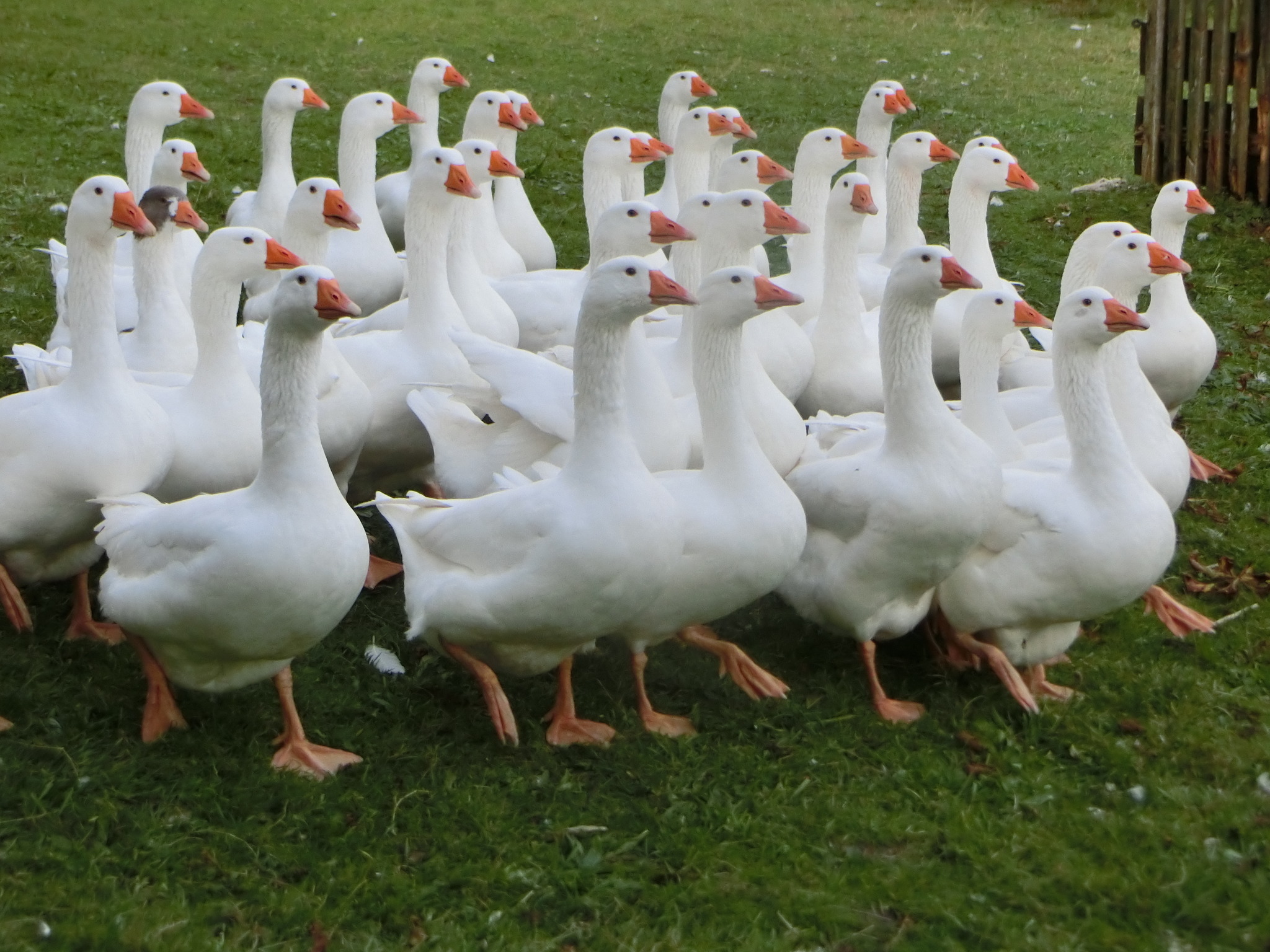 Aufstellung Mädels - habt acht! - Pinzgau