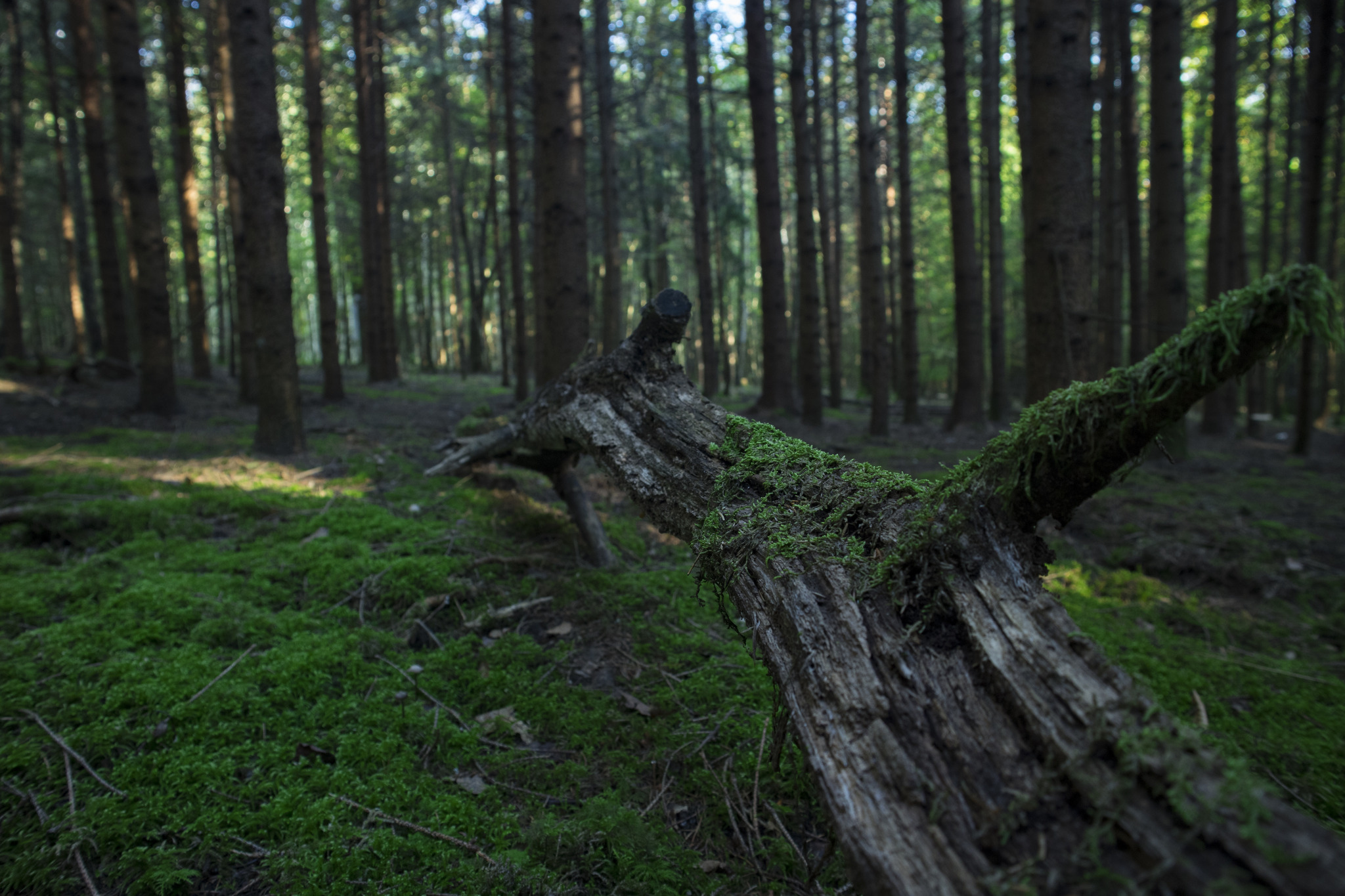 Ast im Wald - Güssing