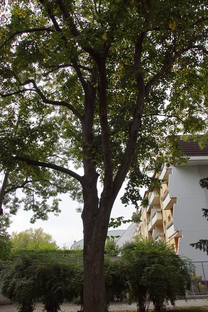 Stadtpark Stockerau - Korneuburg