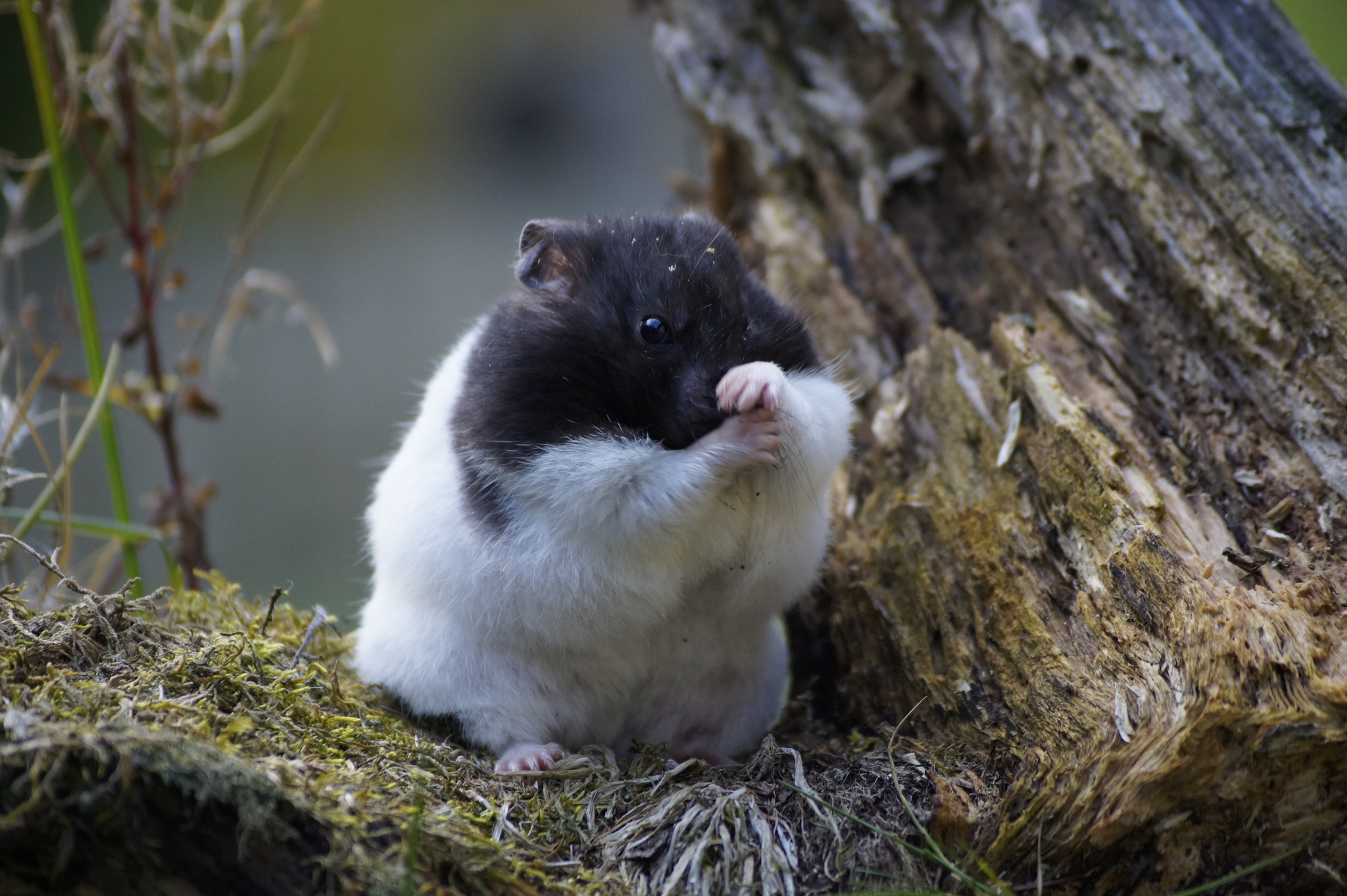 Kleine Pummelfee - Tennengau
