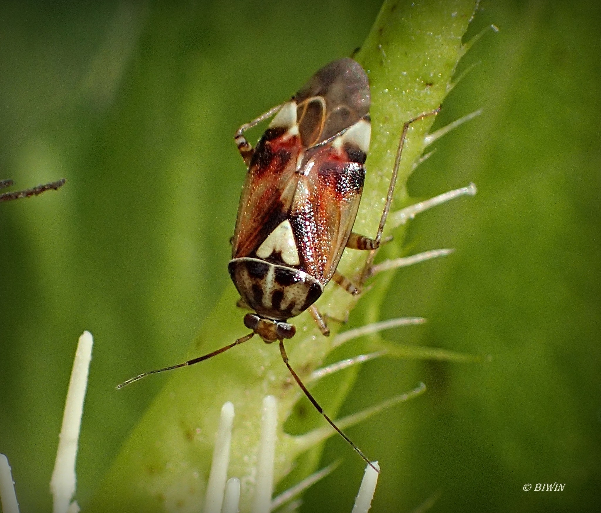 Wanze mit Herz - Krems