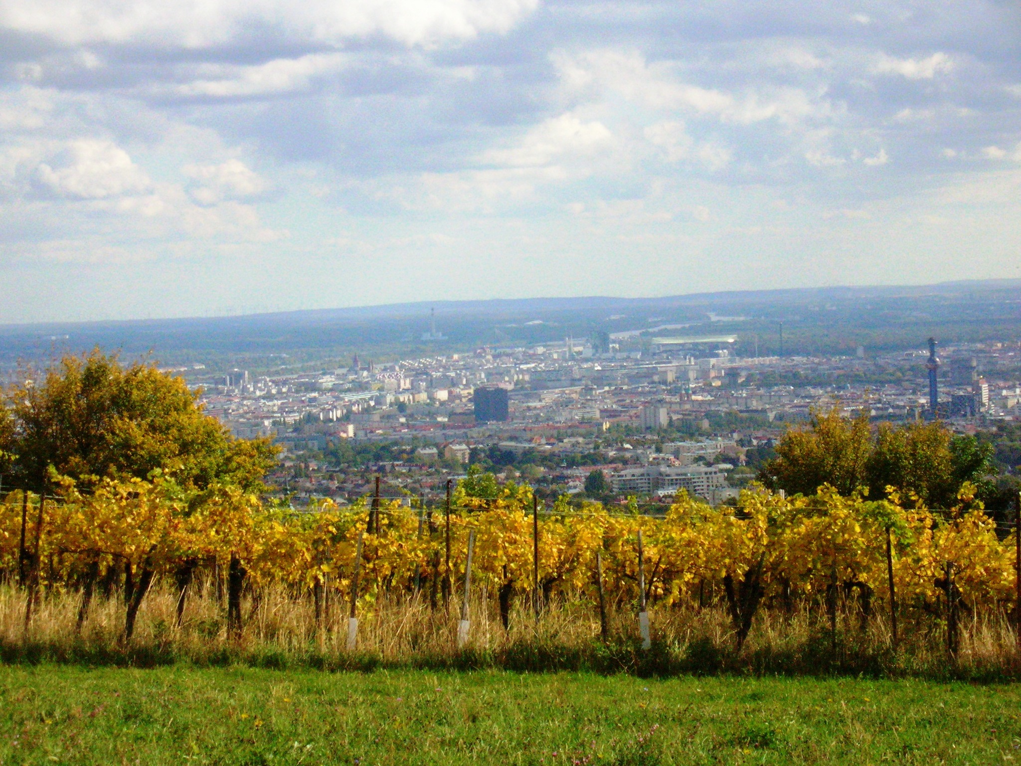 Bei der Weinlese rund um die Bellevuewiese in 1190 Wien - Döbling