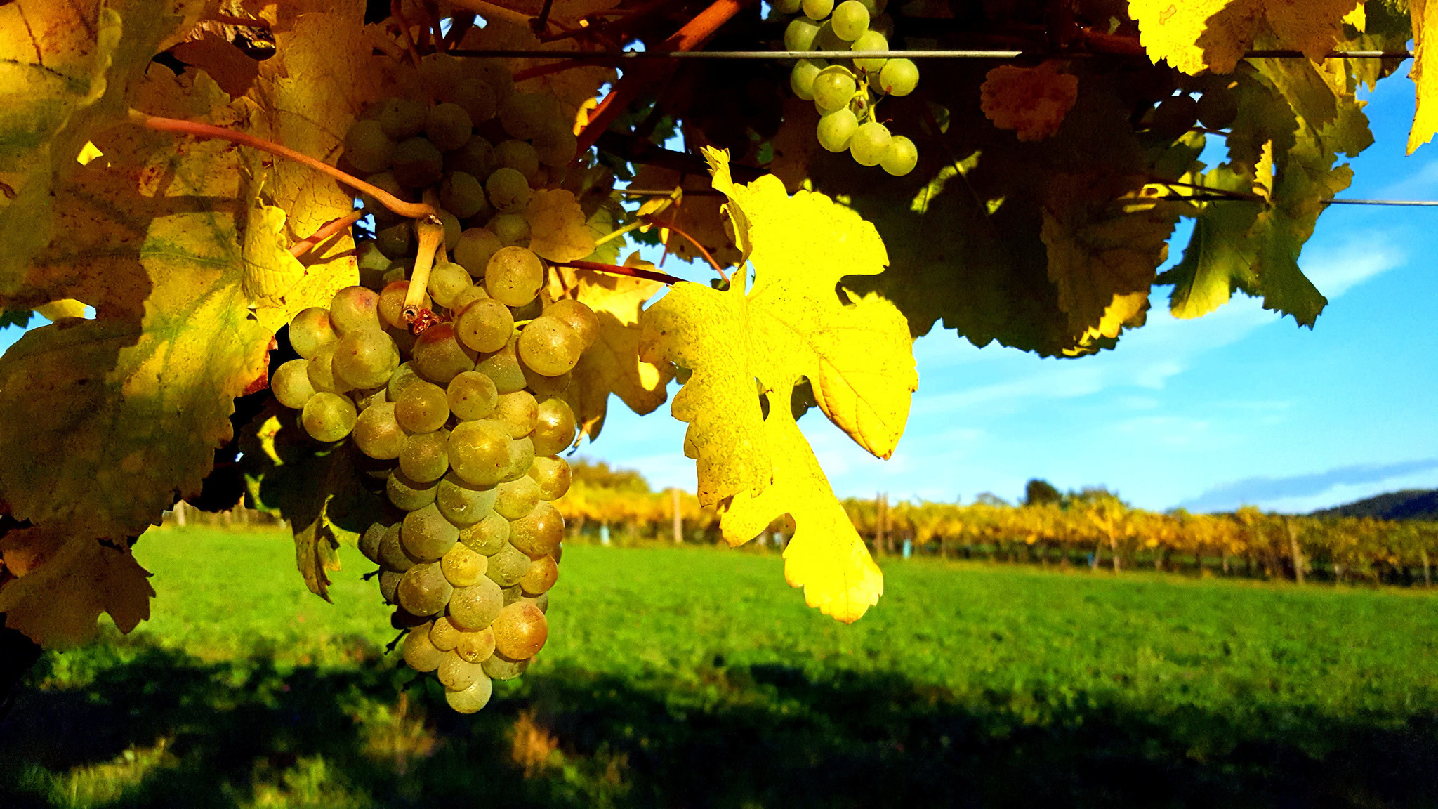 Die Reife der Trauben - Klosterneuburg