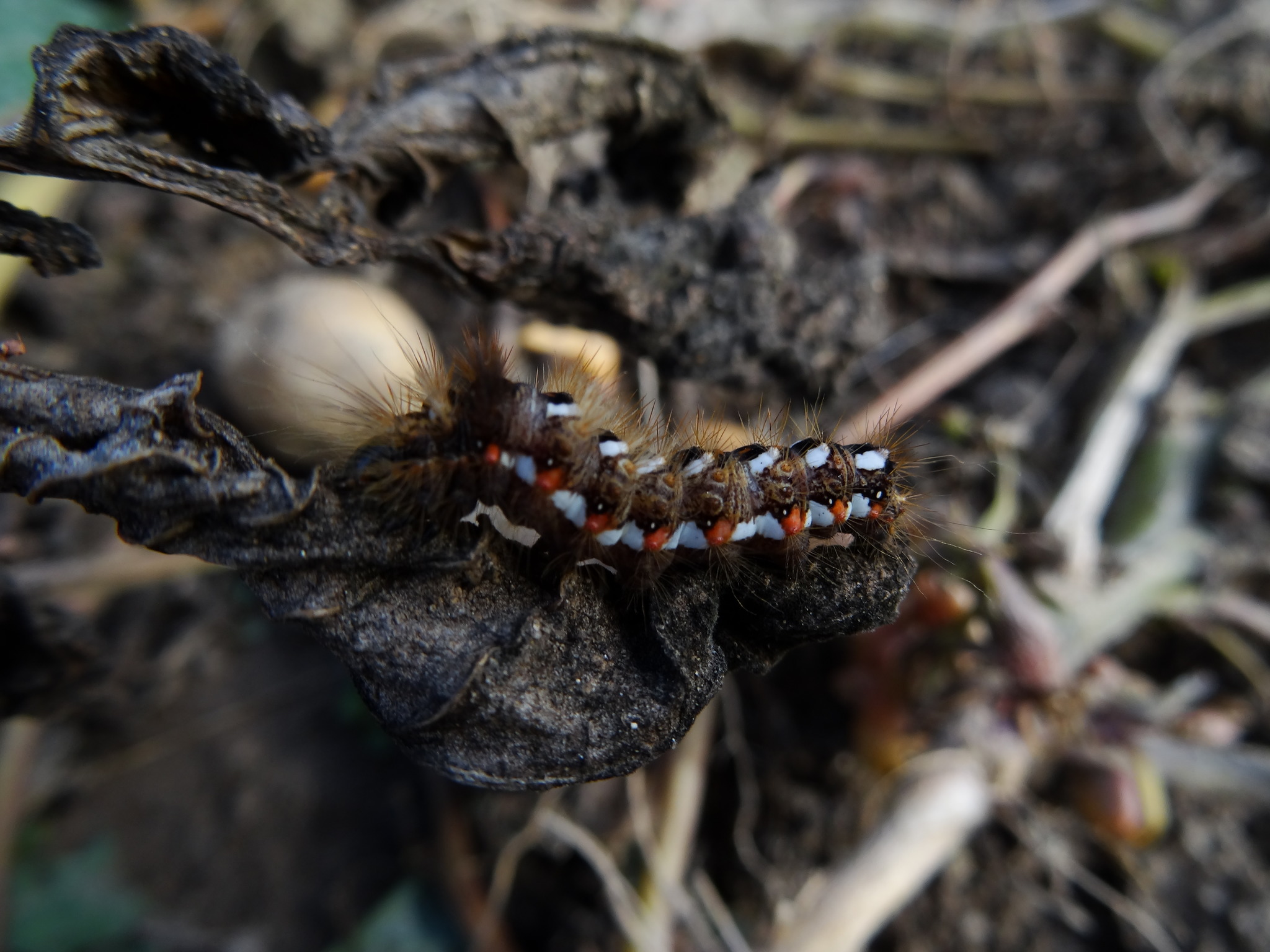 Ampfer-Rindeneule - Horn