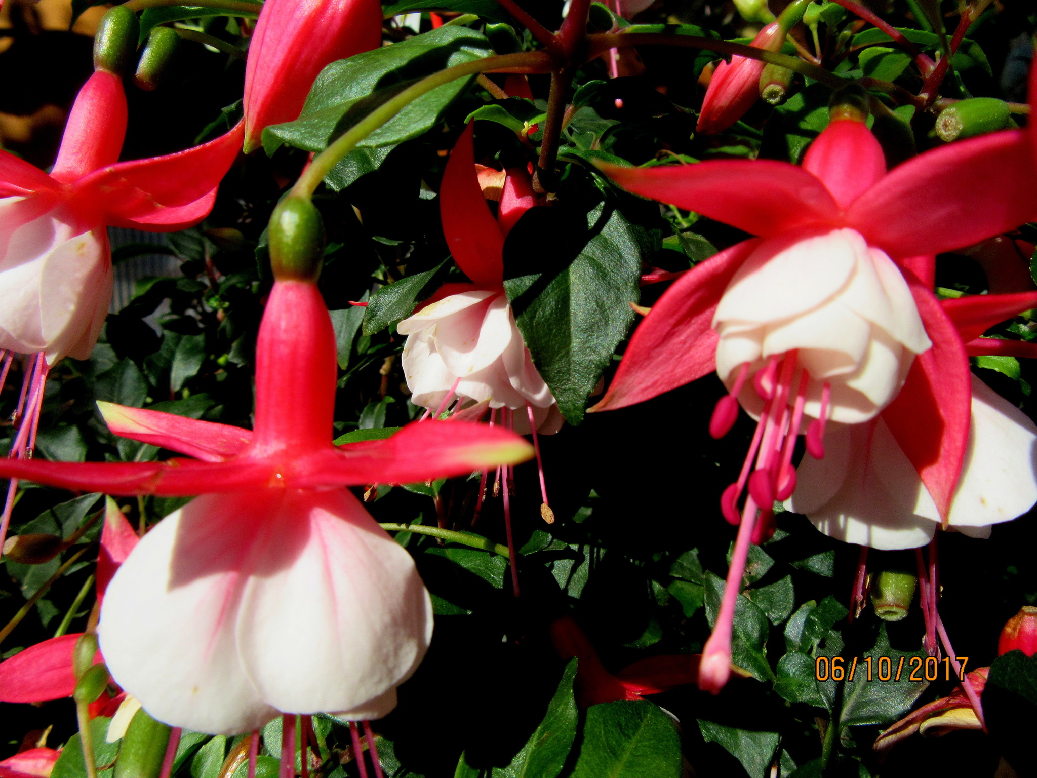 Die Fuchsien fühlen sich sehr wohl - Favoriten