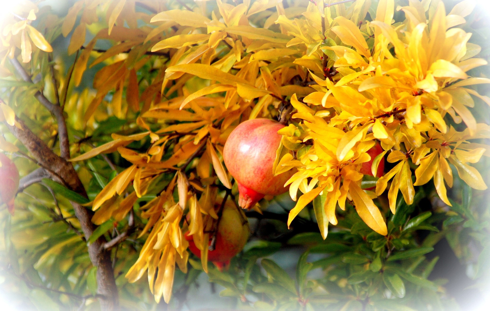 Granatapfel auch Paradiesapfel - Leopoldstadt