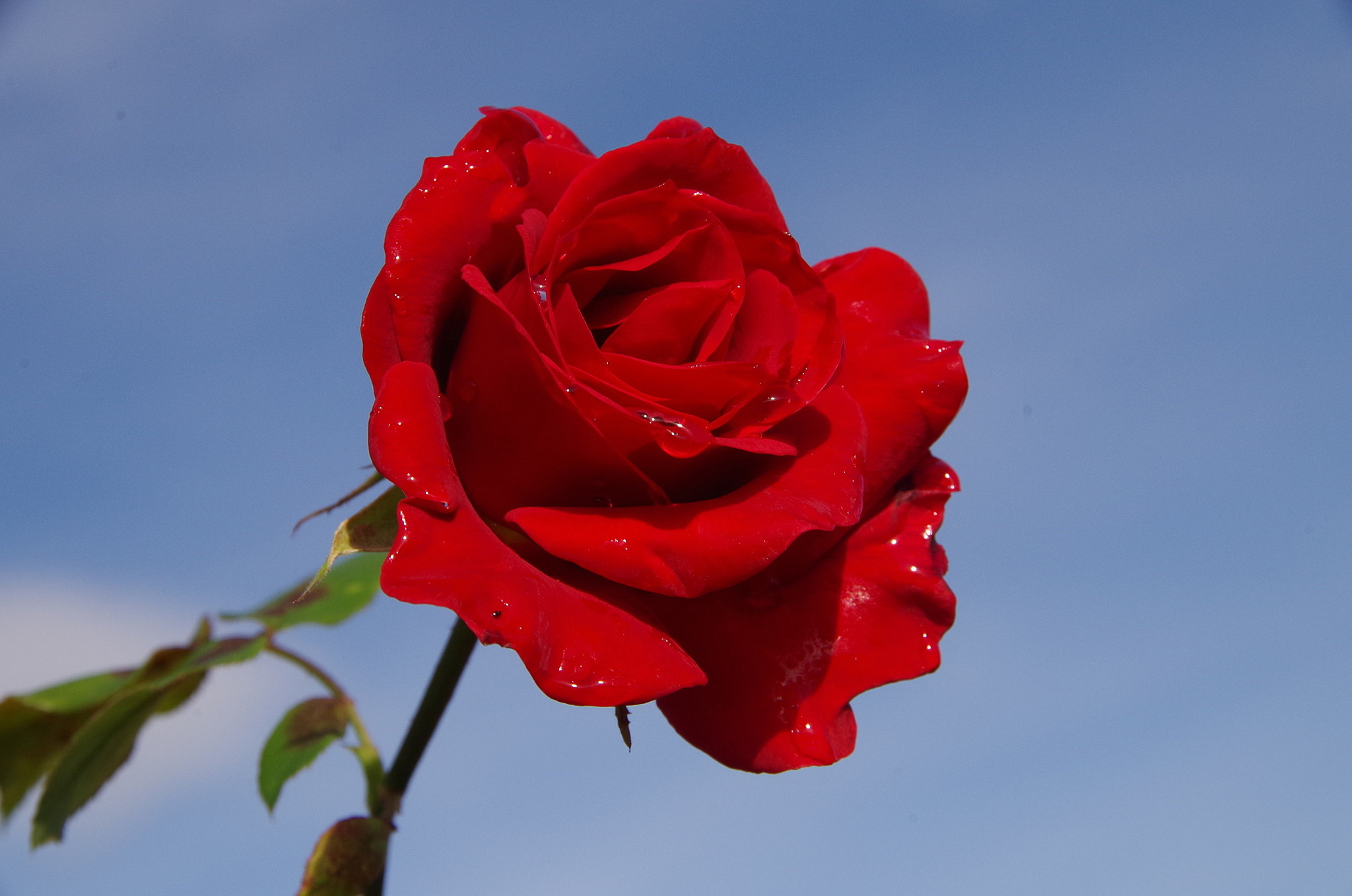 meine Rose (2) ... - Bruck an der Leitha