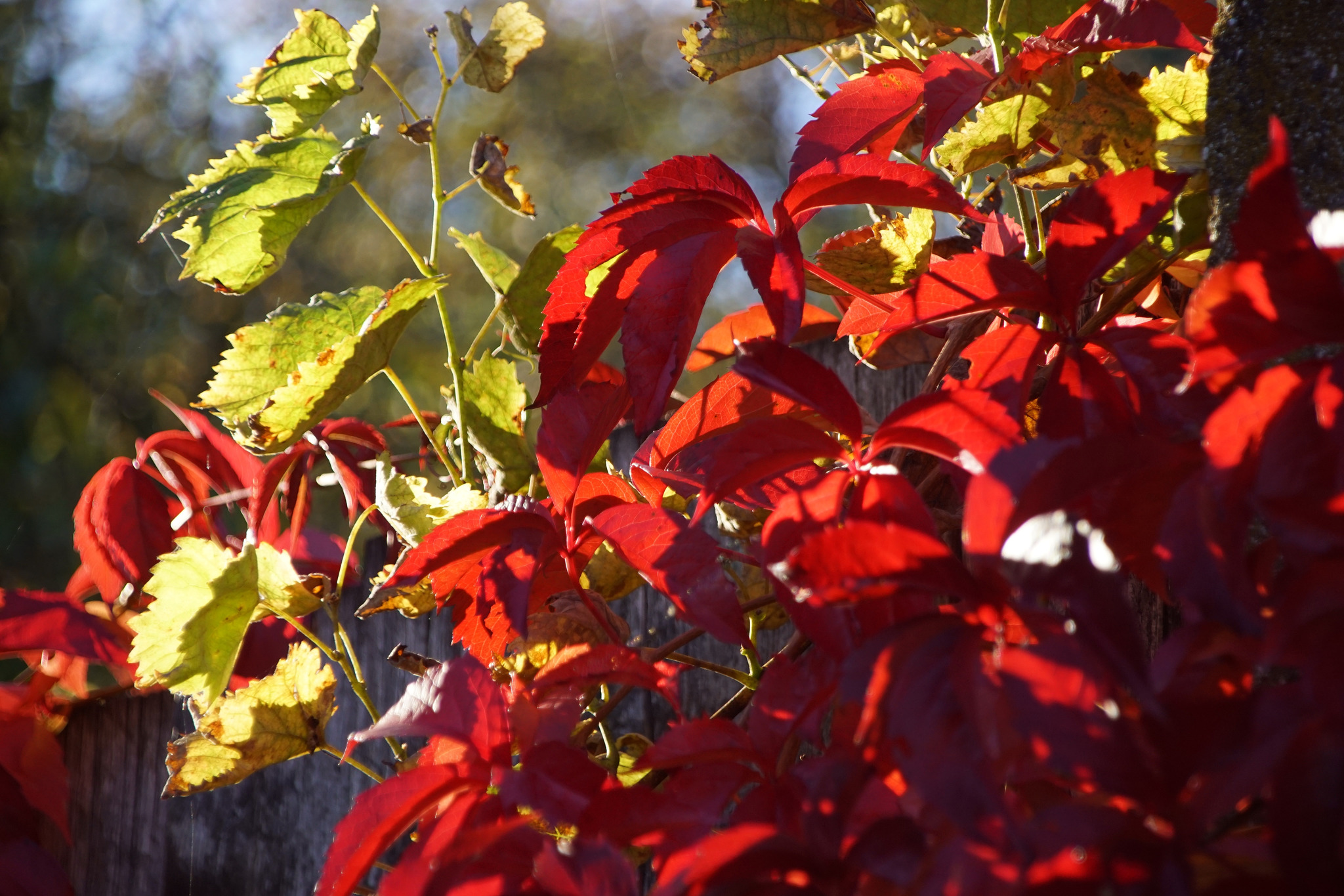 Knallrot, leuchten die Blätter des Weinstockes. - Steinfeld