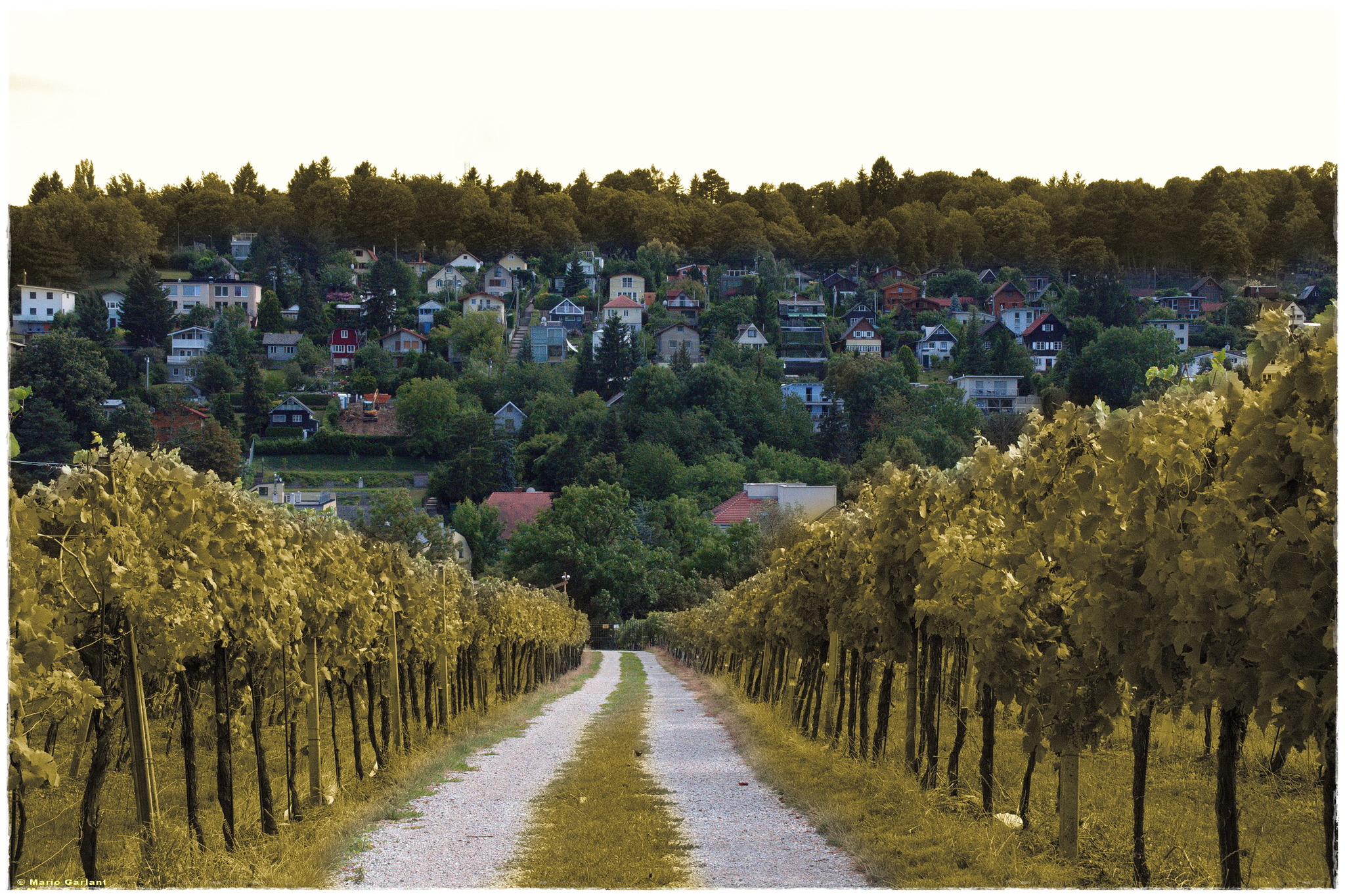 Weingärten in Neustift am Walde - Döbling