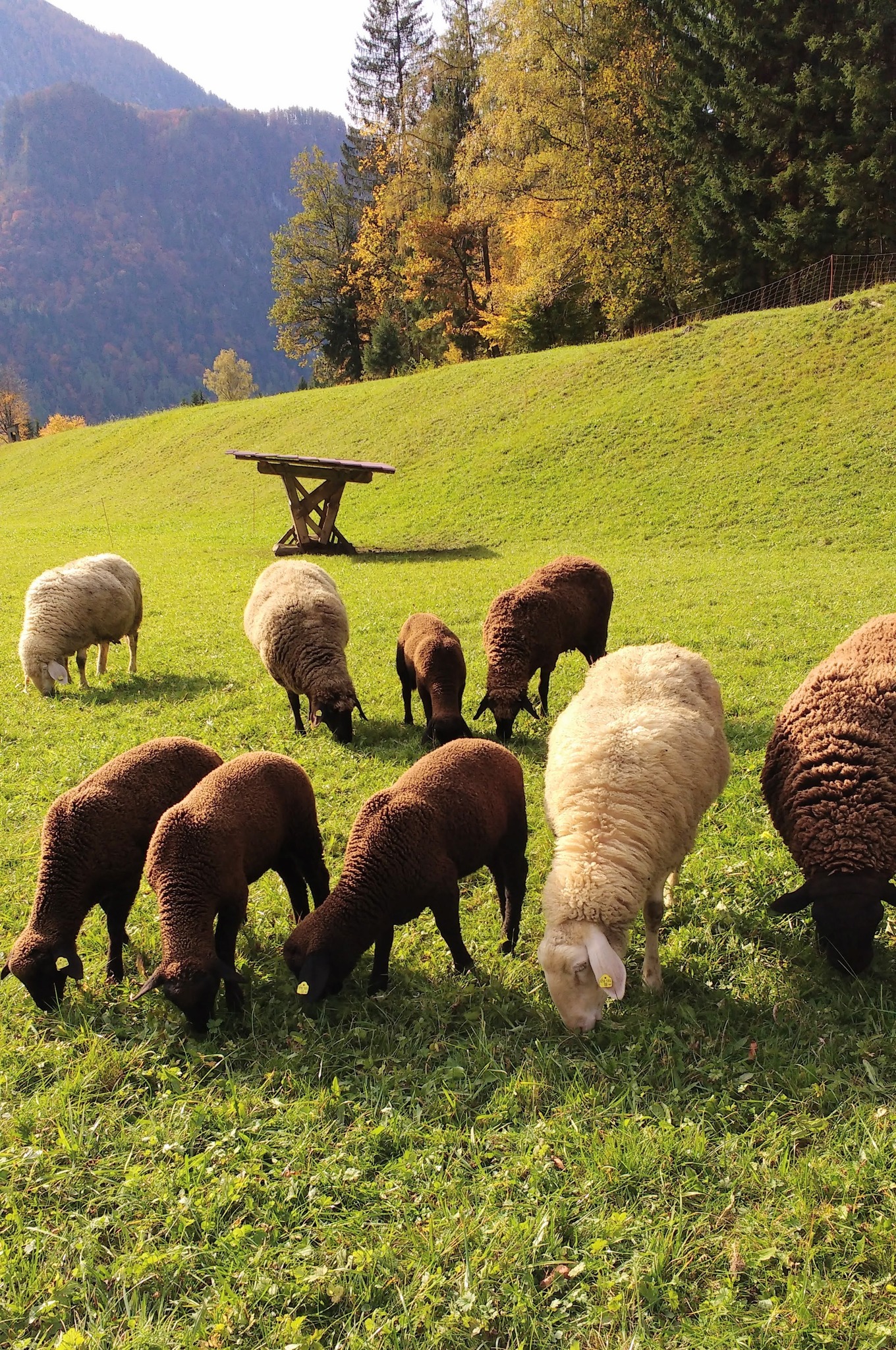 Schaferl geniessen das grüne Futter - Tennengau