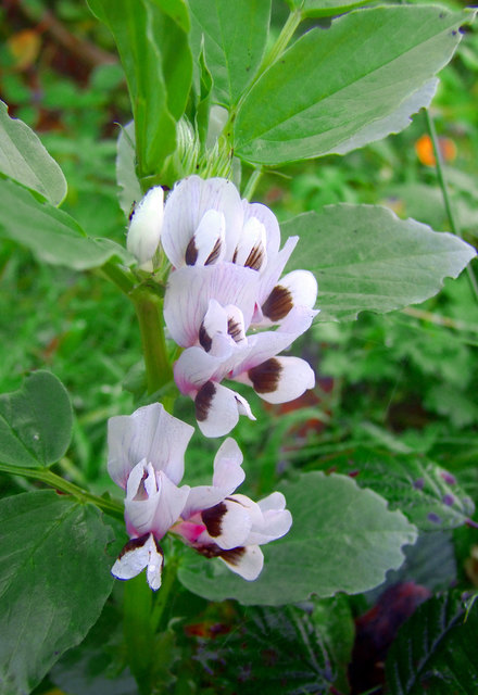 Ackerbohne - Thema auf meinbezirk.at