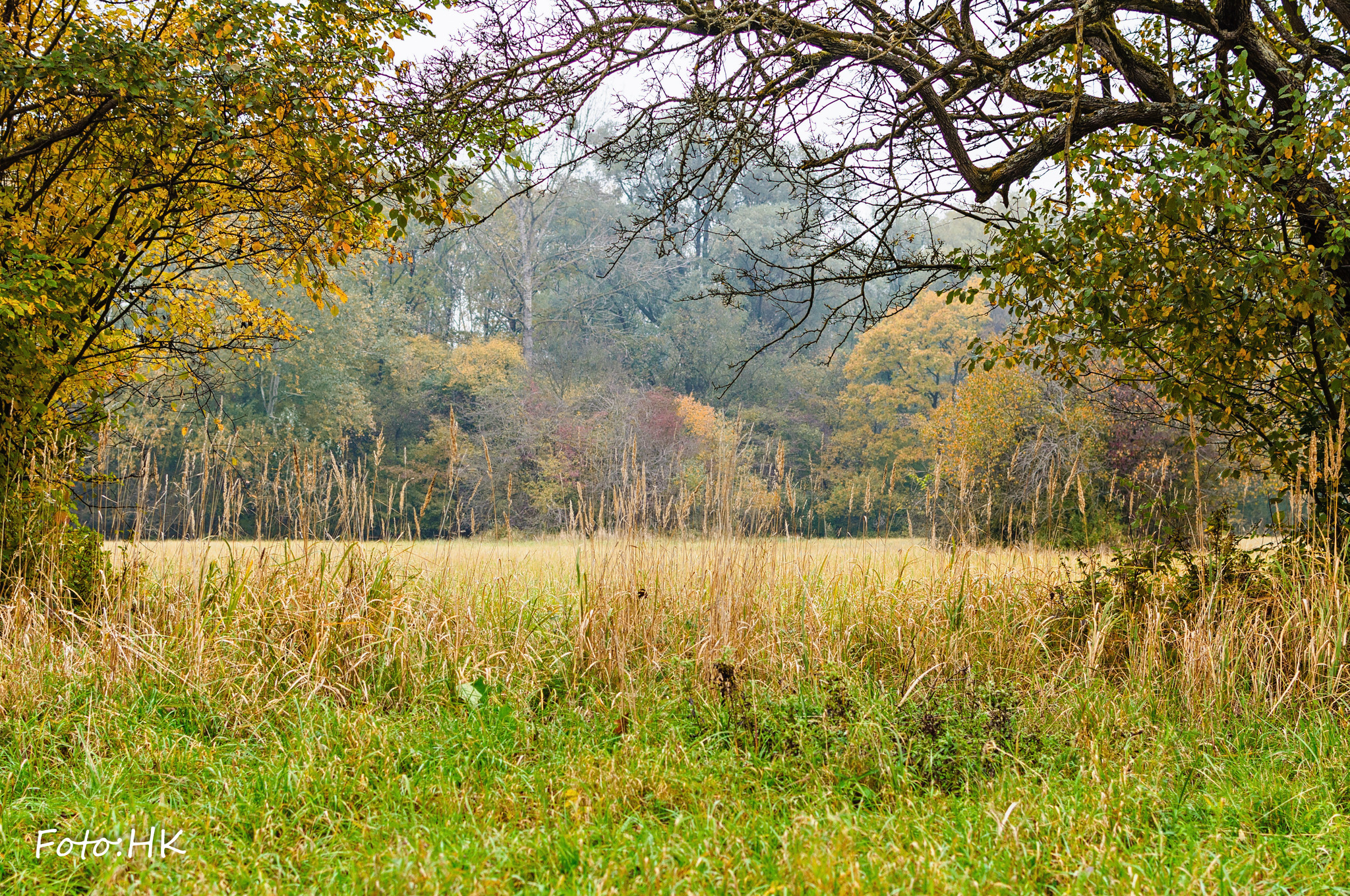 Oktobermorgen in der Stockerauer Au - Korneuburg