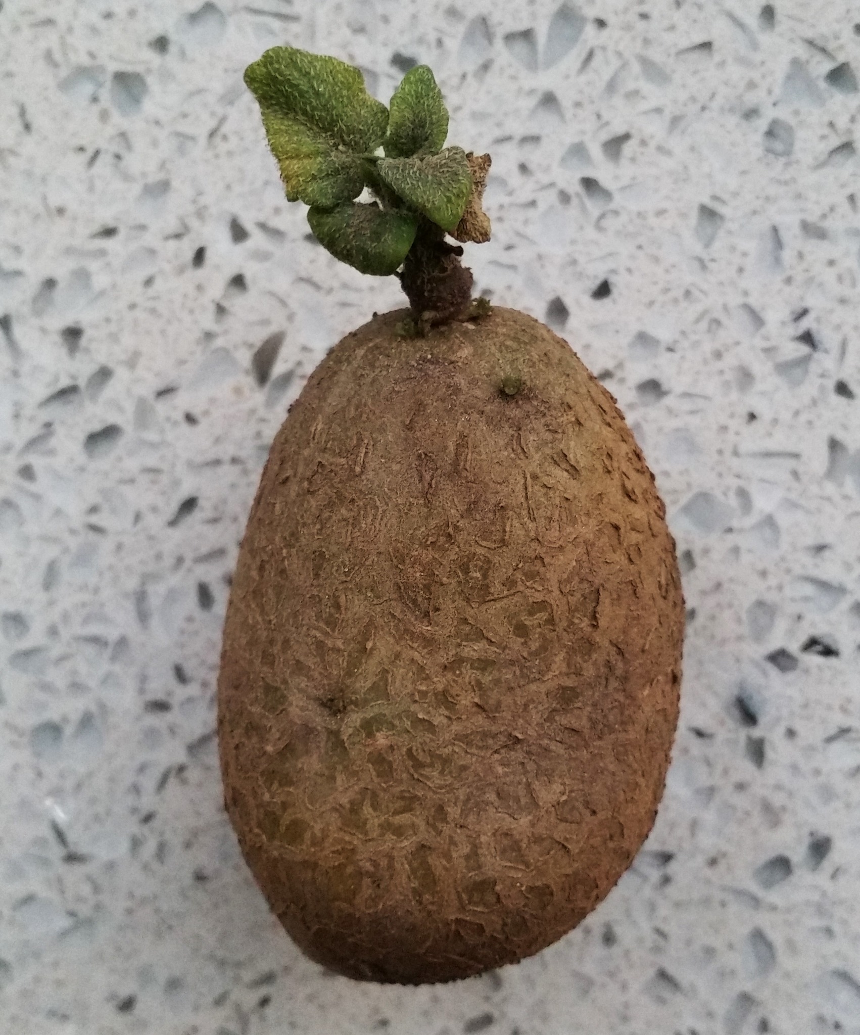 Diesen Erdapfel... - Favoriten