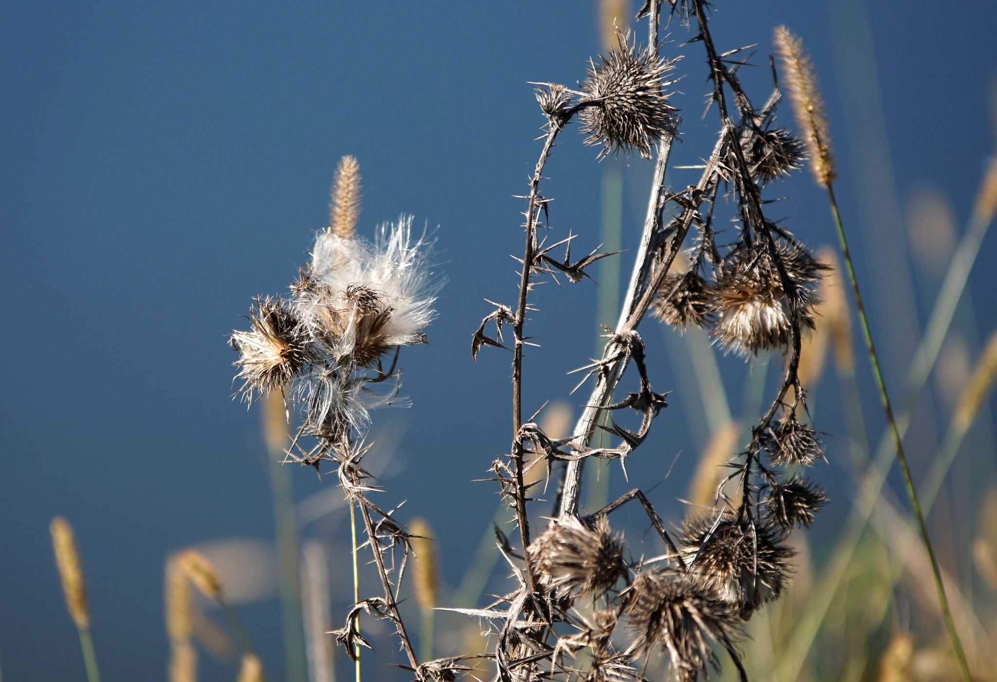 Trockene Disteln - Deutschlandsberg