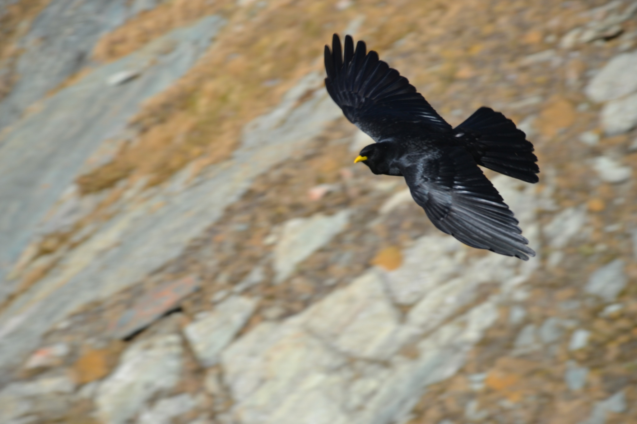 Bergdohle im Grossglocknergebiet - Murau
