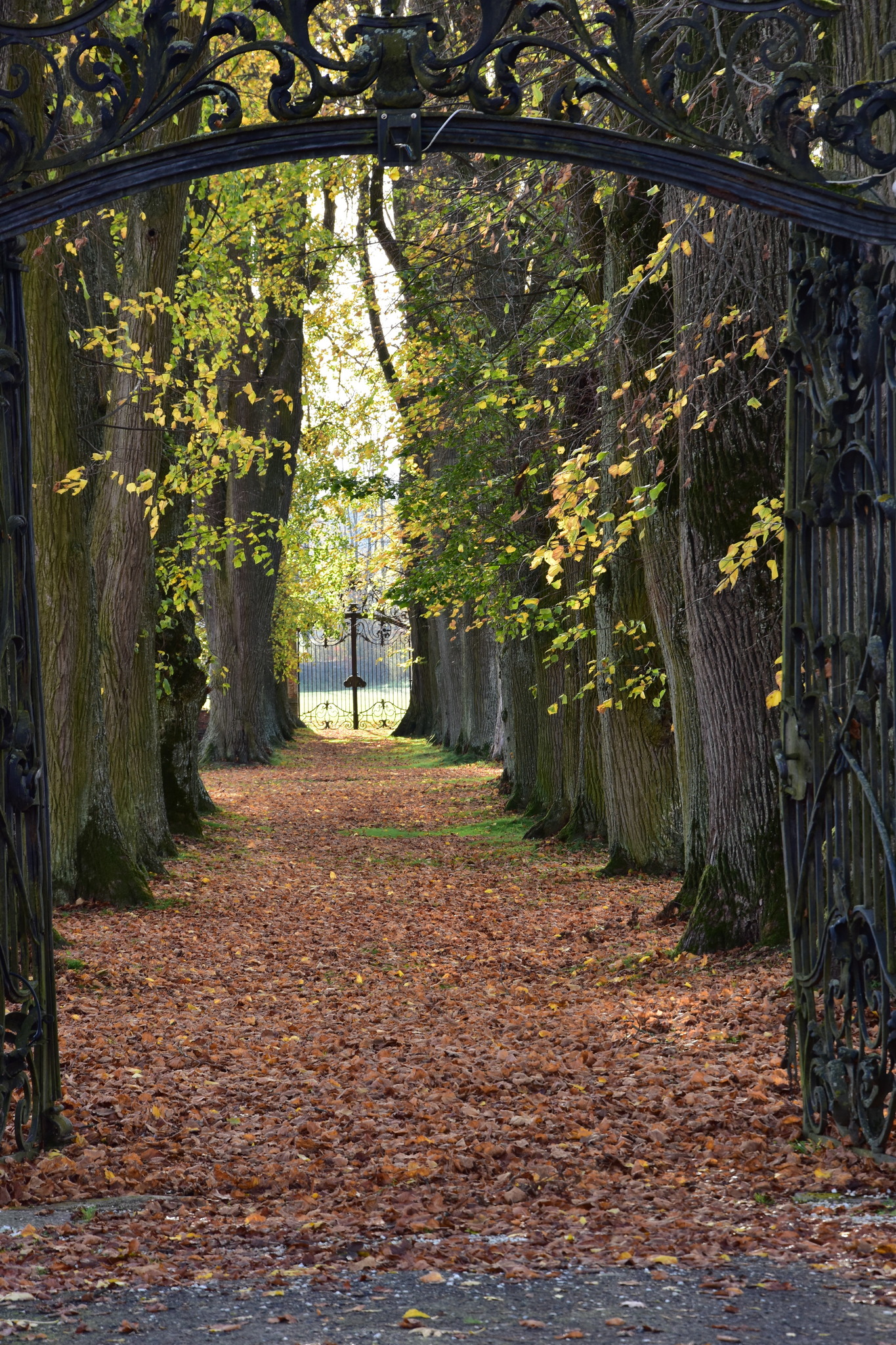 der Weg durch die Allee... *Sinnreise* - Horn