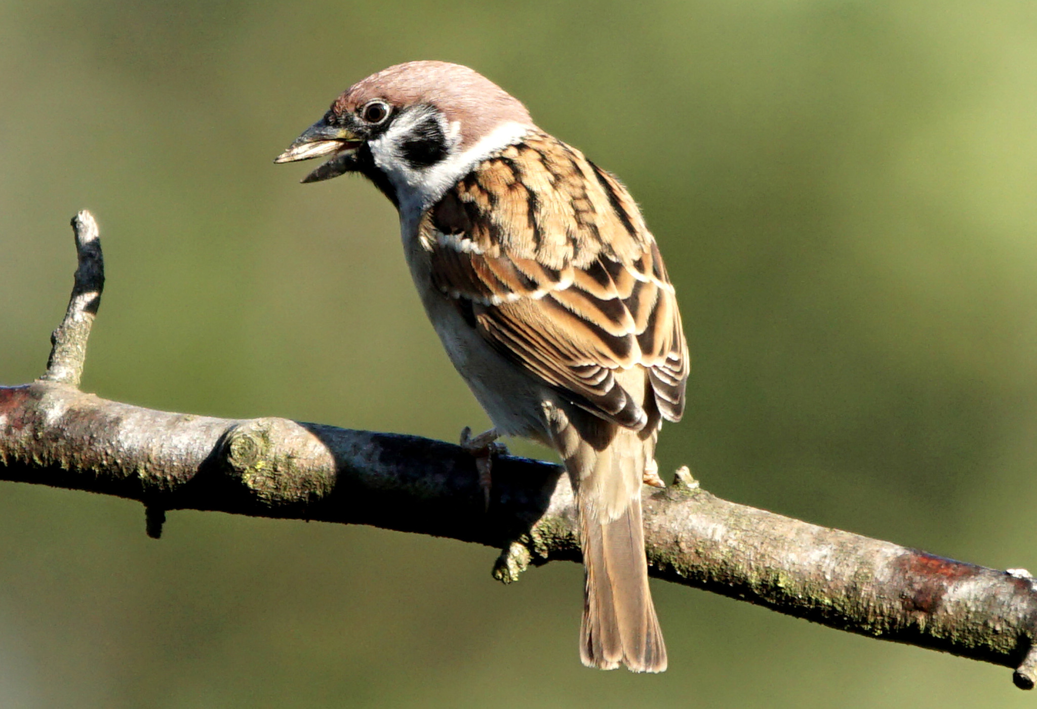 Spatz mit Sonnenblumenkern im Schnabel - Deutschlandsberg