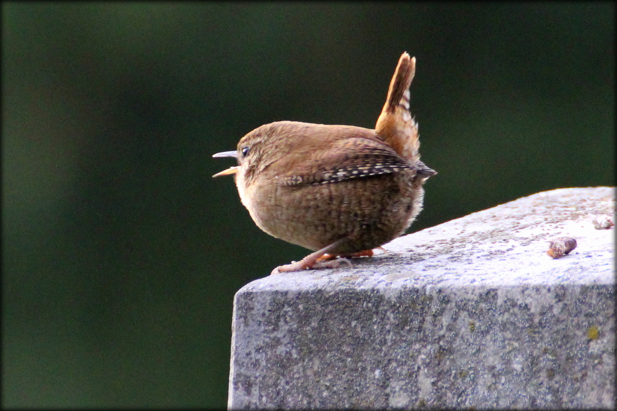 Winzling mit kräftiger Stimme :) * - Salzburg-Stadt