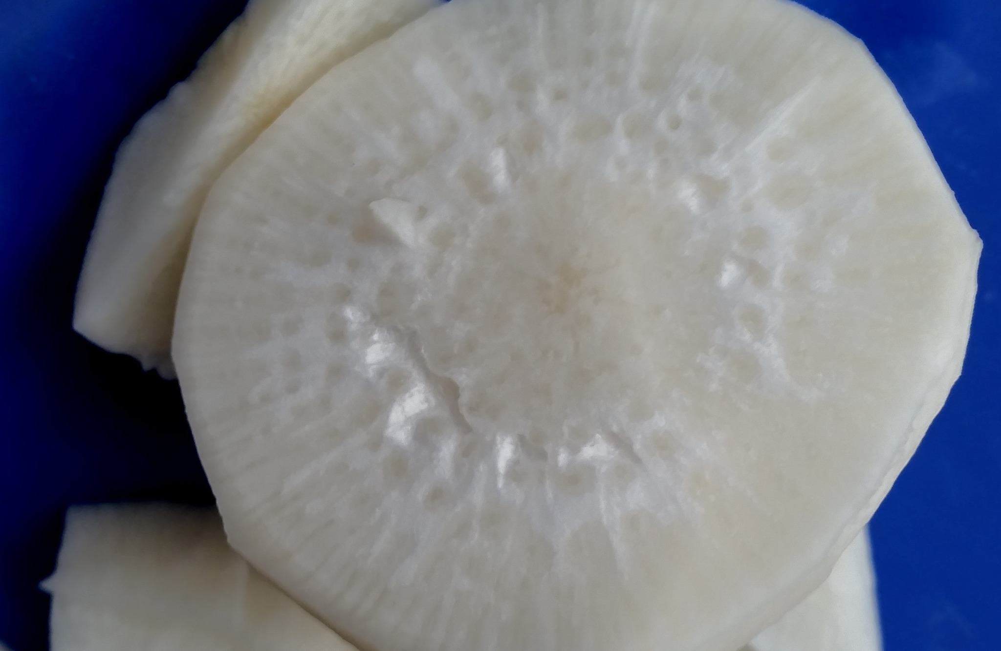 Winterrezept Schwarzer Rettich - Favoriten