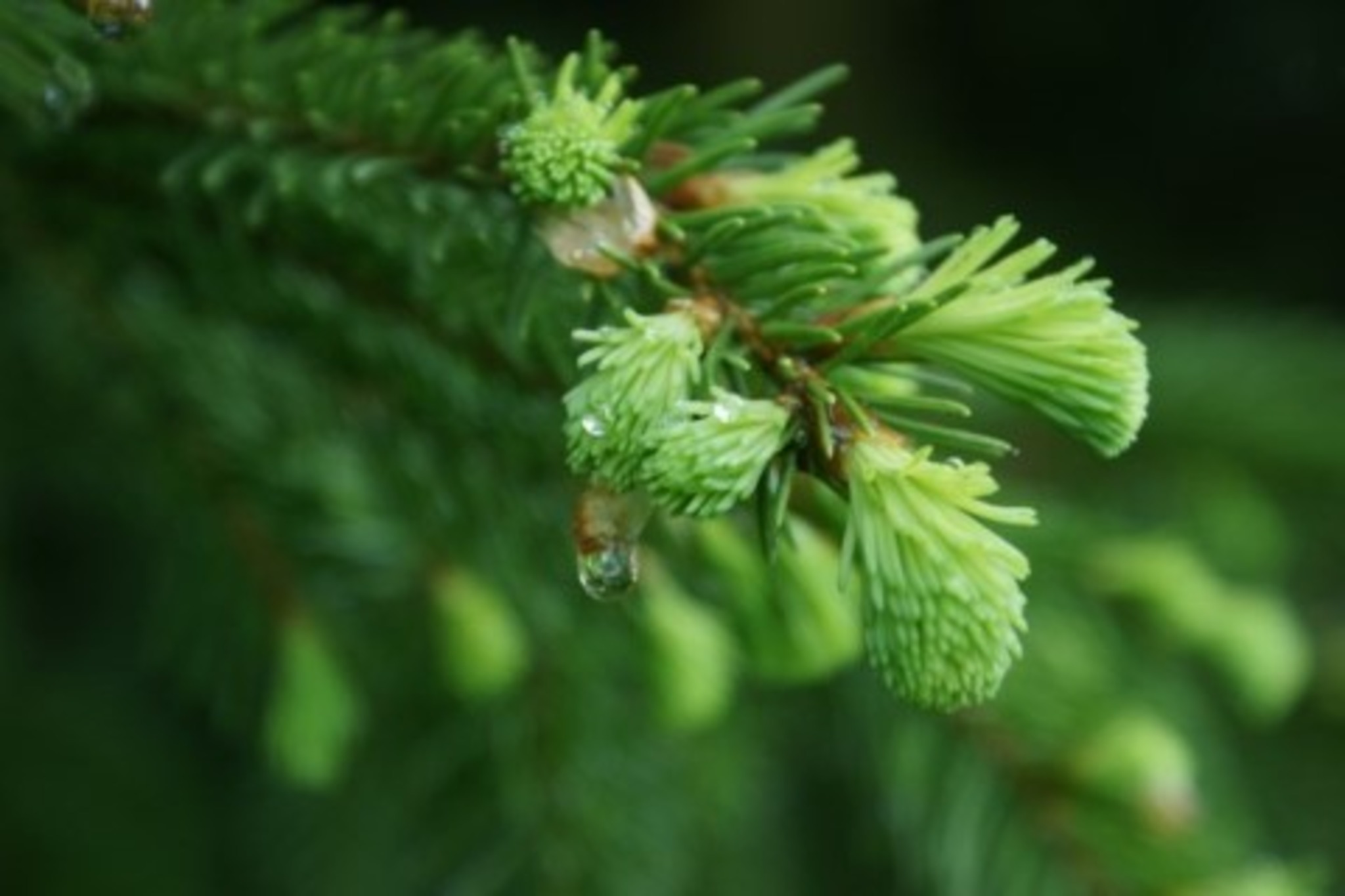 Oh Tannenbaum, oh Tannenbaum - Weiz
