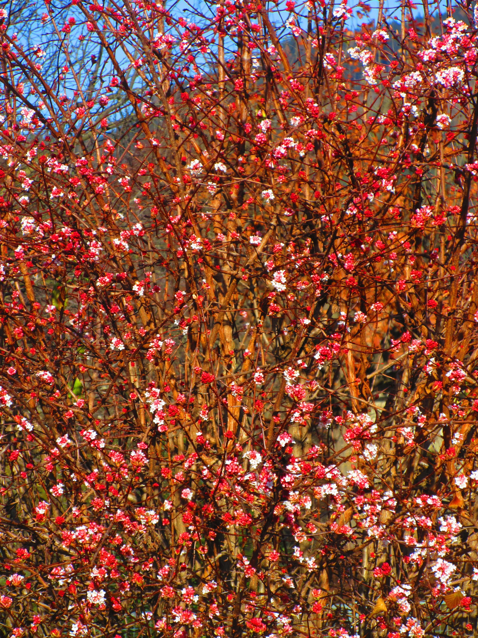 blühender Strauch - Villach