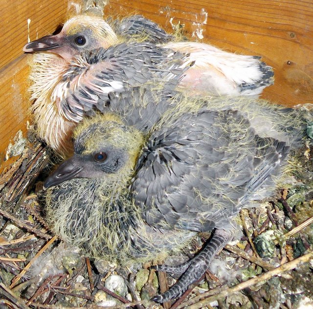 VOGELBABYS IM NOVEMBER: - Villach