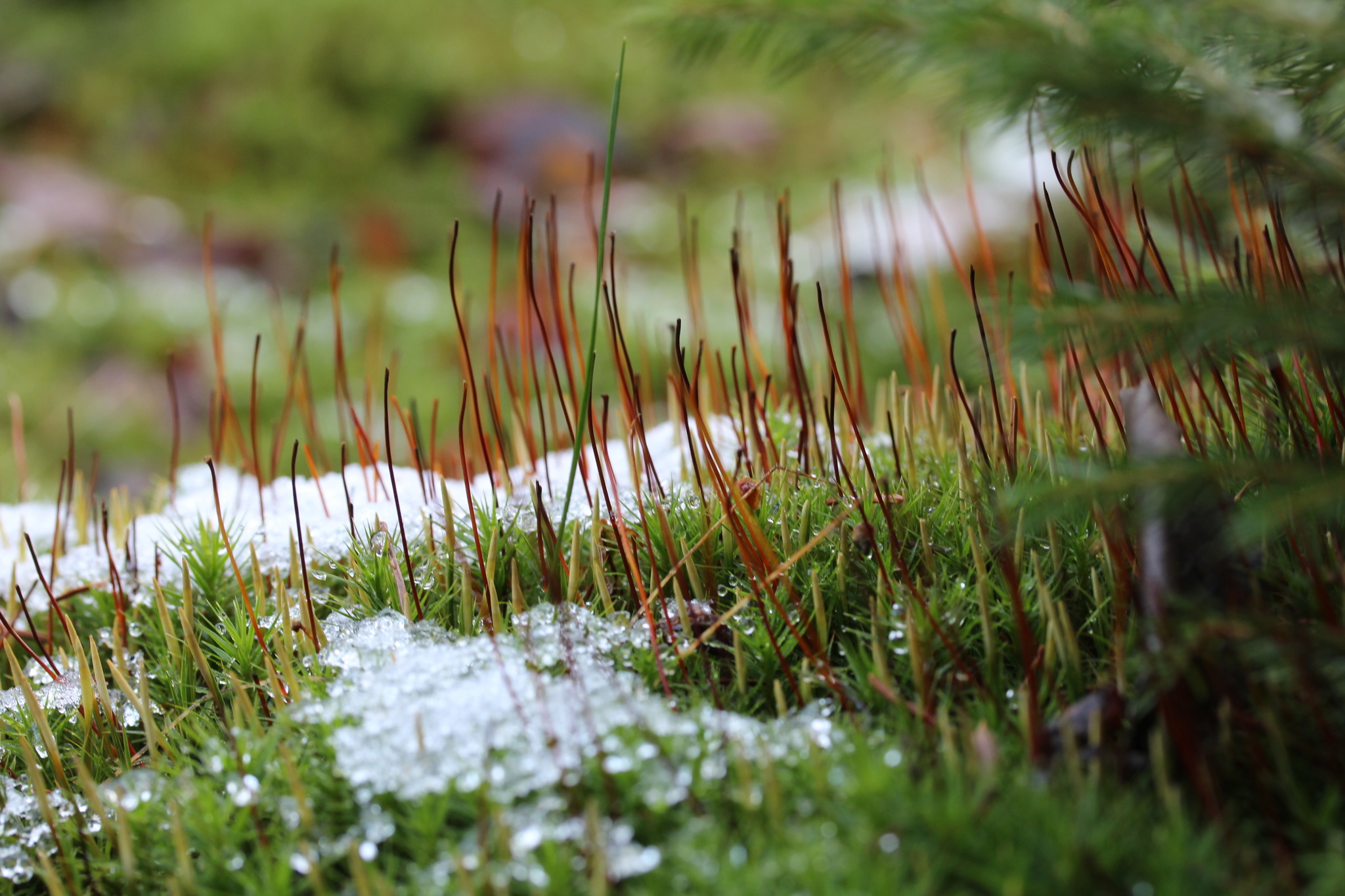 Moos-Sporen auf *Schneebeet*... - Vöcklabruck