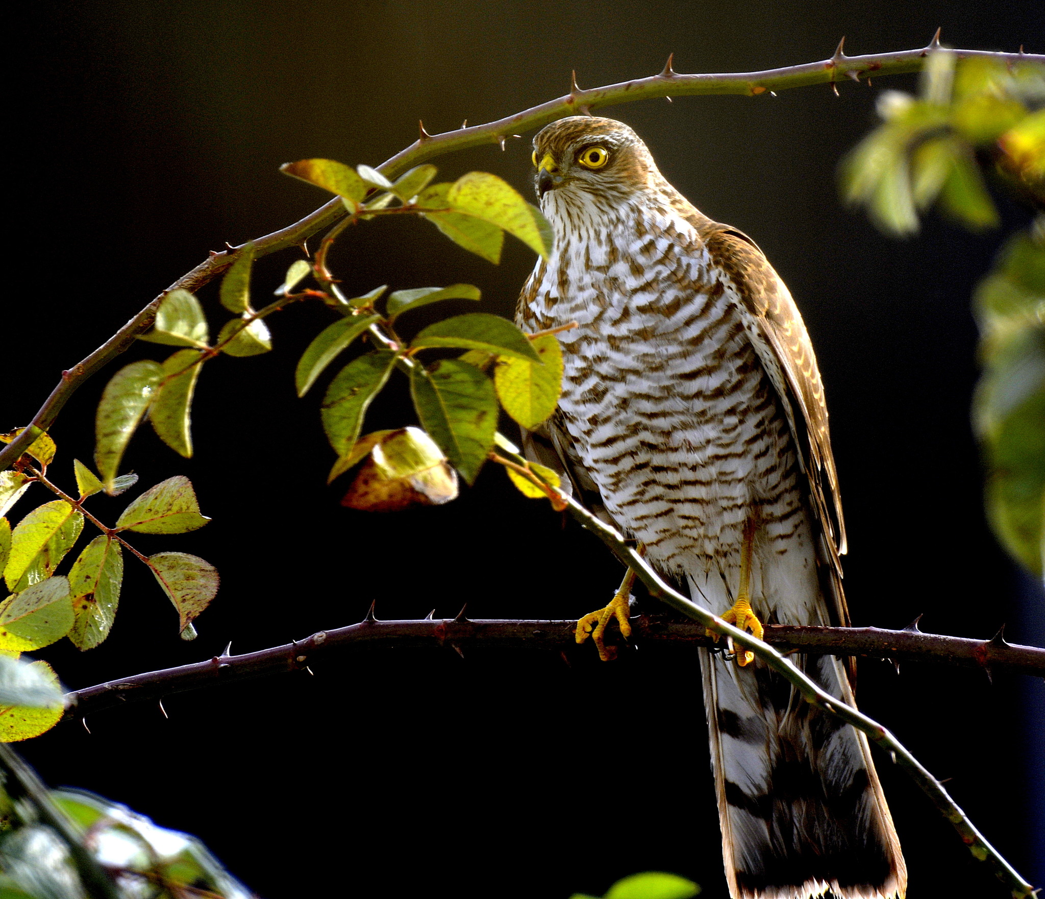 Der Sperber beobachtet das Treiben beim Futterhäuschen - Graz-Umgebung