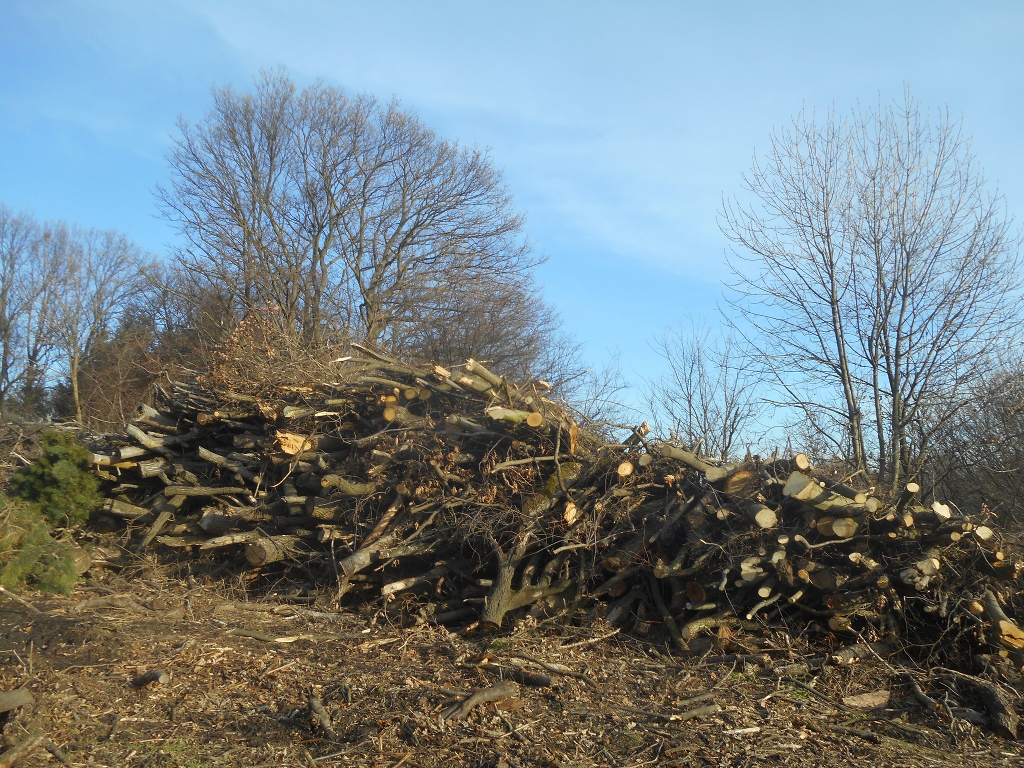 Nach der Rodung - Penzing