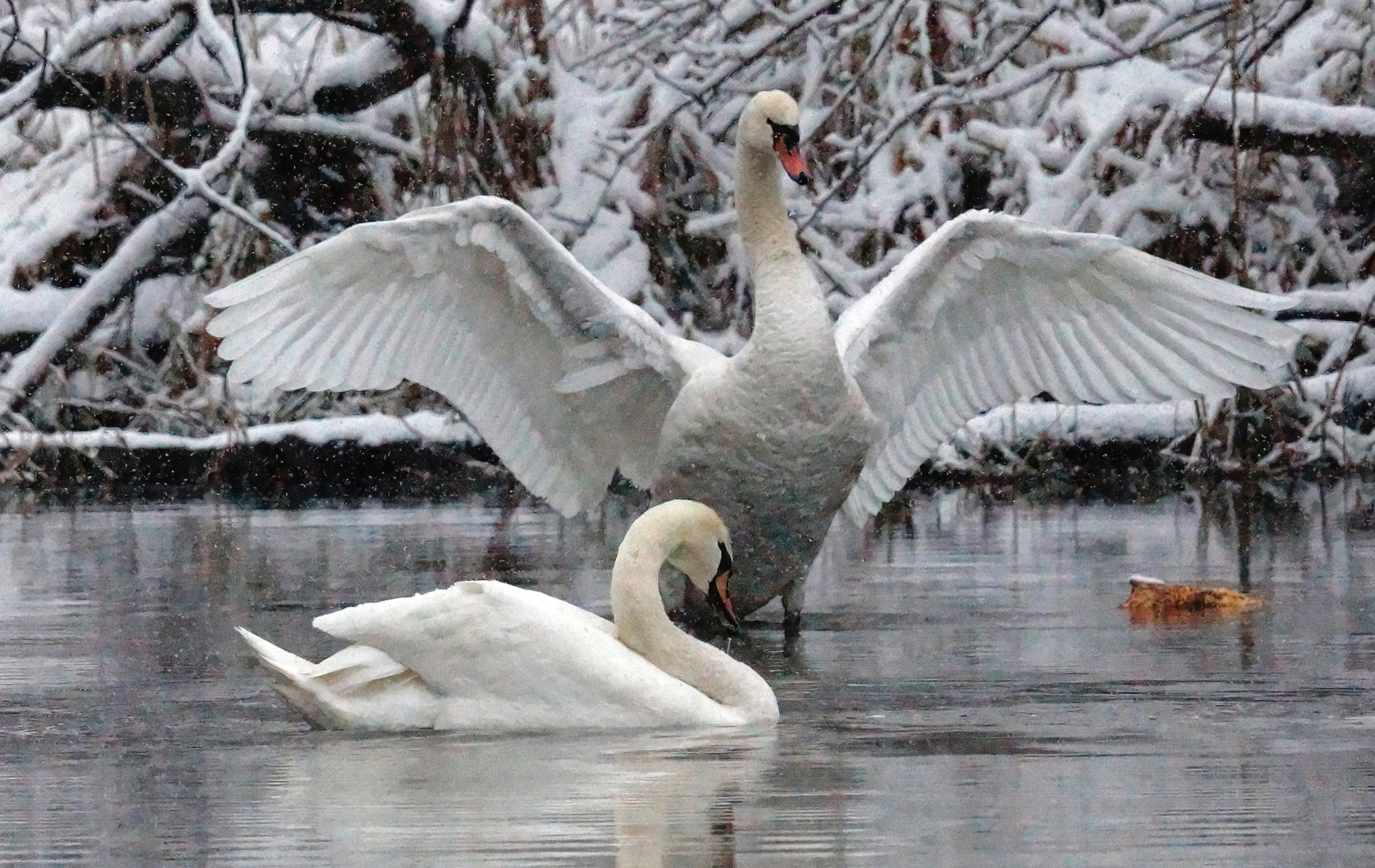 auch am Wasser ist Winter - Enns