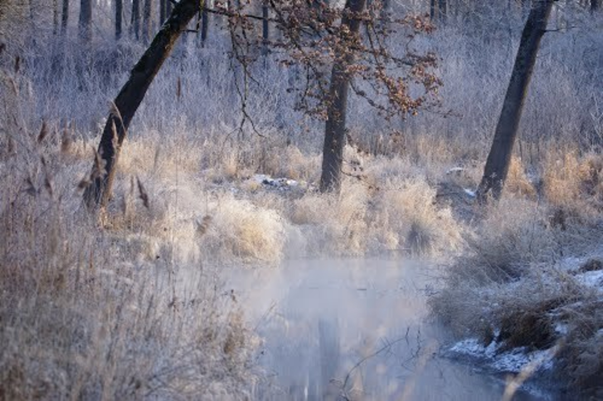 der Auwald im Winter - Enns
