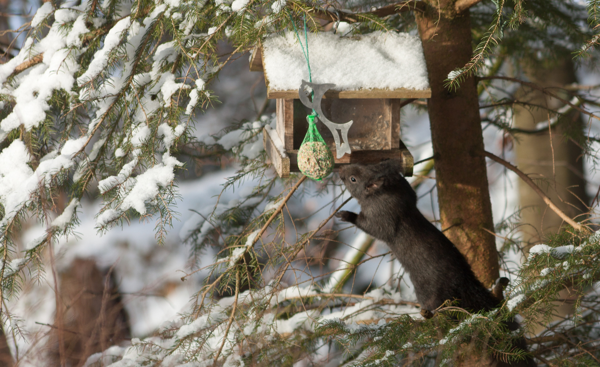 Das Eichkatzerl holt sich beim Vogelhaus einen Meisenknödel... - Flachgau