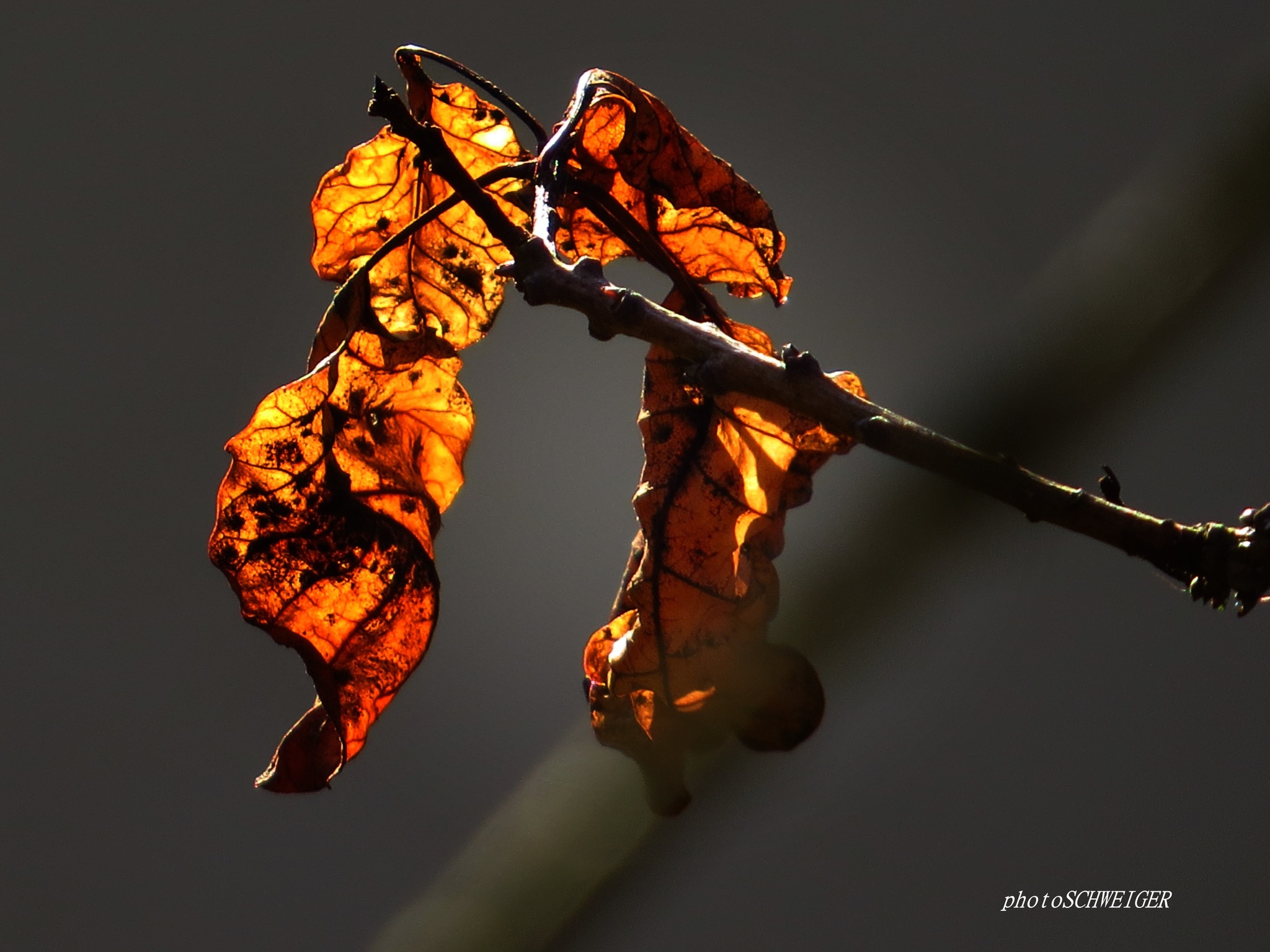 Wir sind alle Blätter an einem Baum, keins dem anderen ähnlich und doch ...