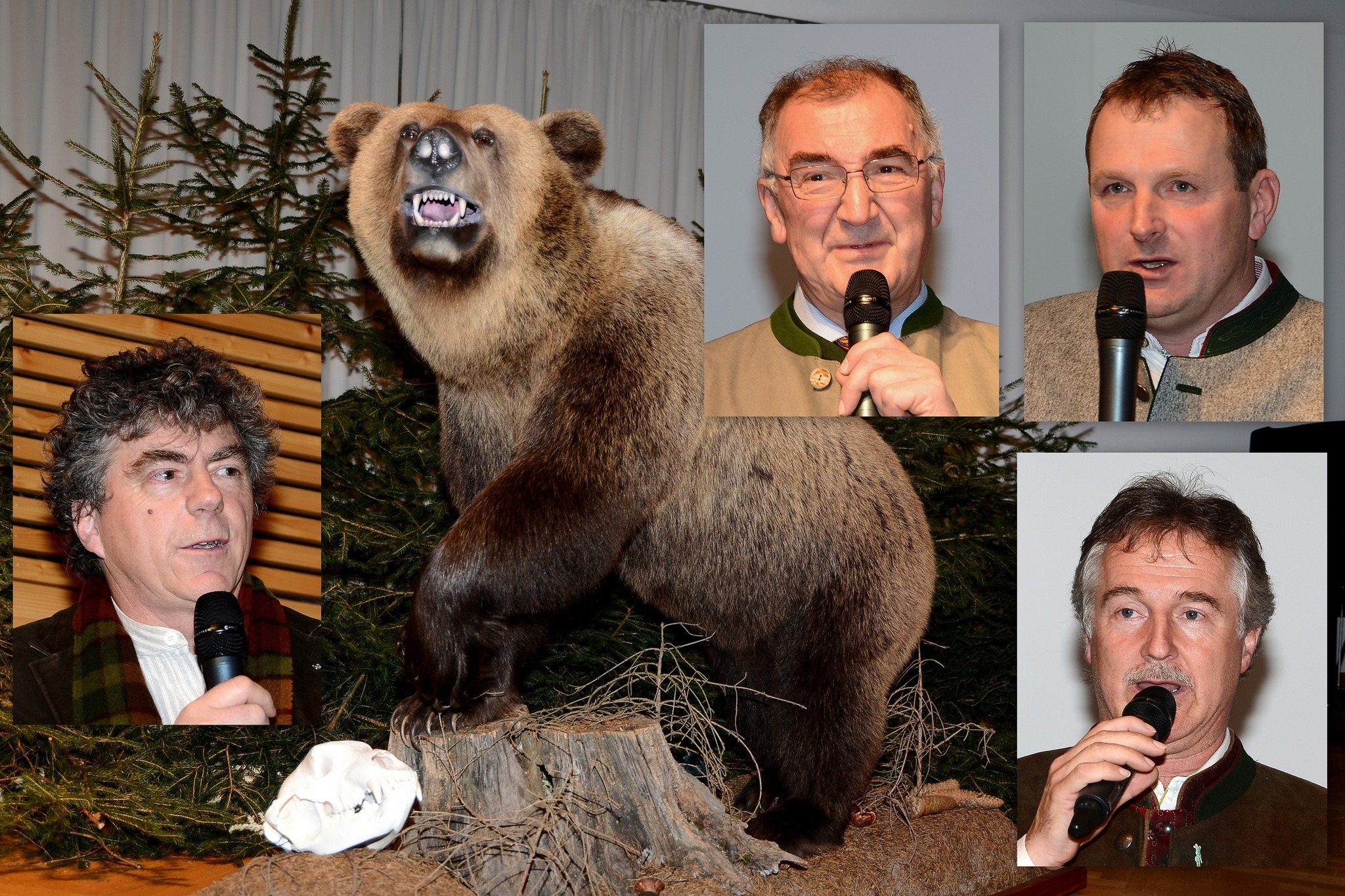 Meister Petz wohnt jetzt in der Musikschule - Gailtal