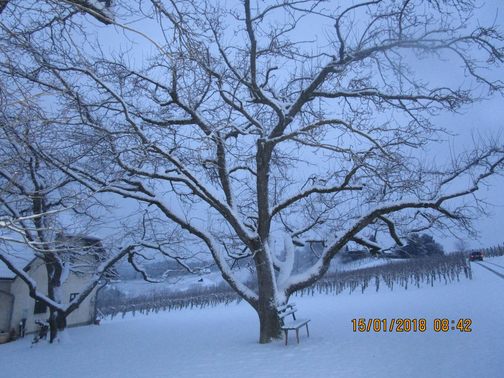 Ein alter Apfelbaum - Südoststeiermark