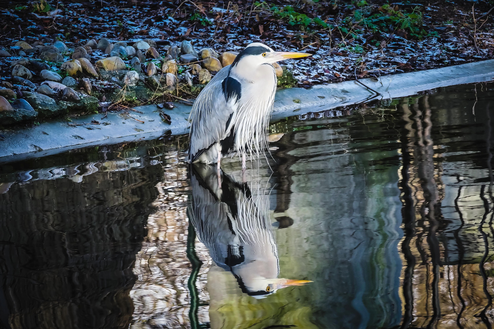 Von der Schönheit geblendet - Liesing