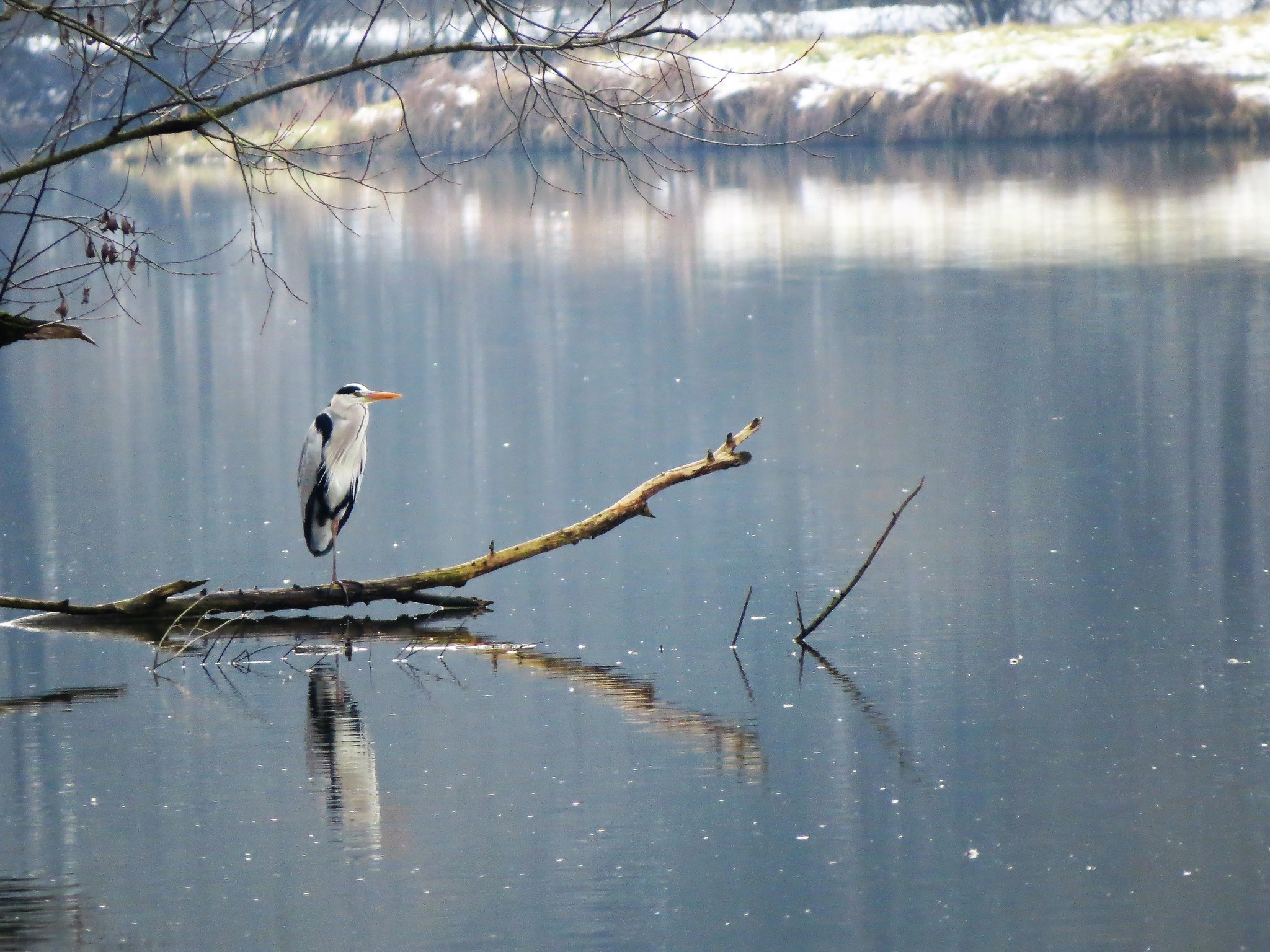 "Graureiher - ob er den Frühling herbeisehnt? - Güssing