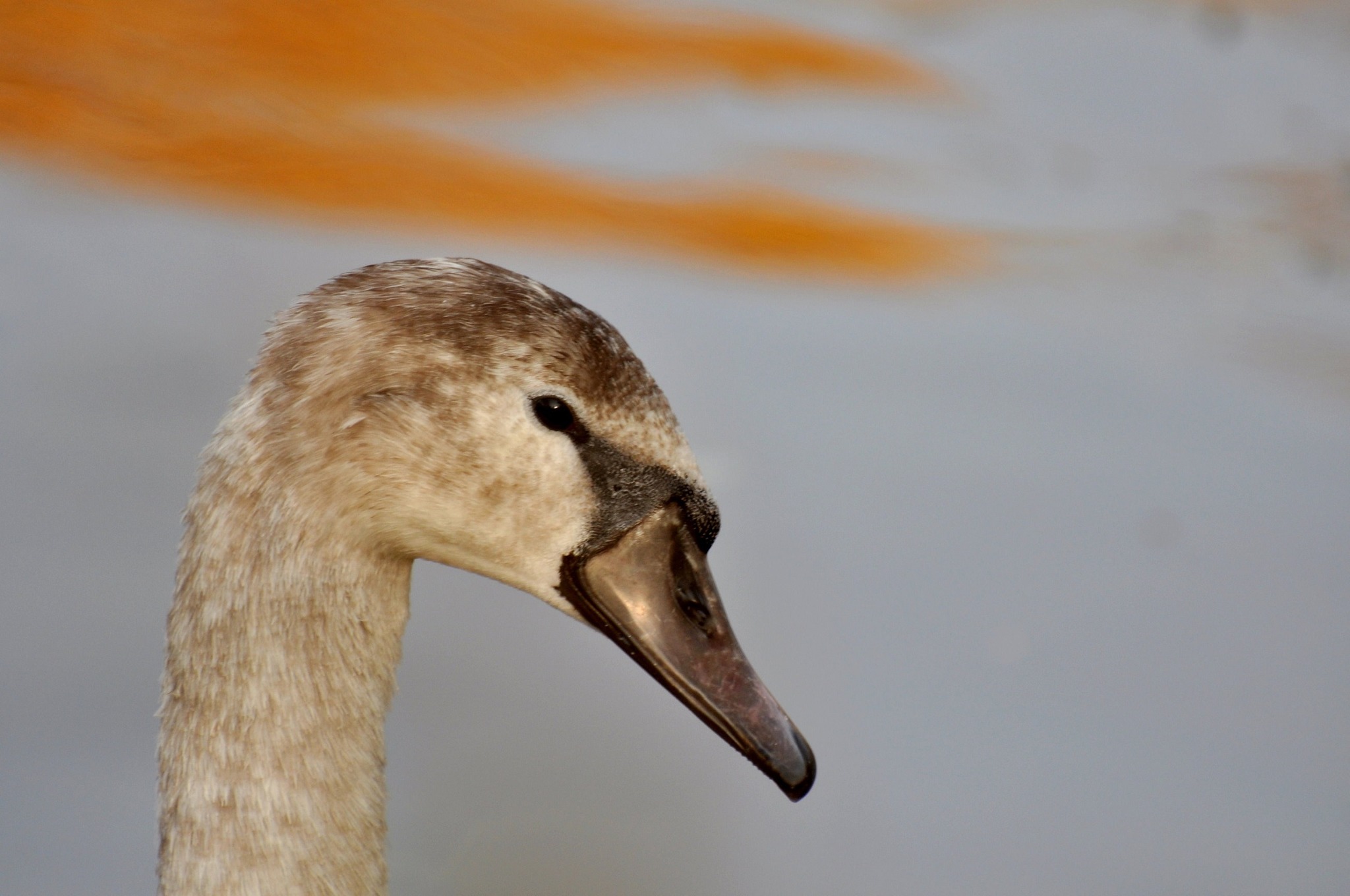 Junger Schwan - Seitenporträt - Donaustadt